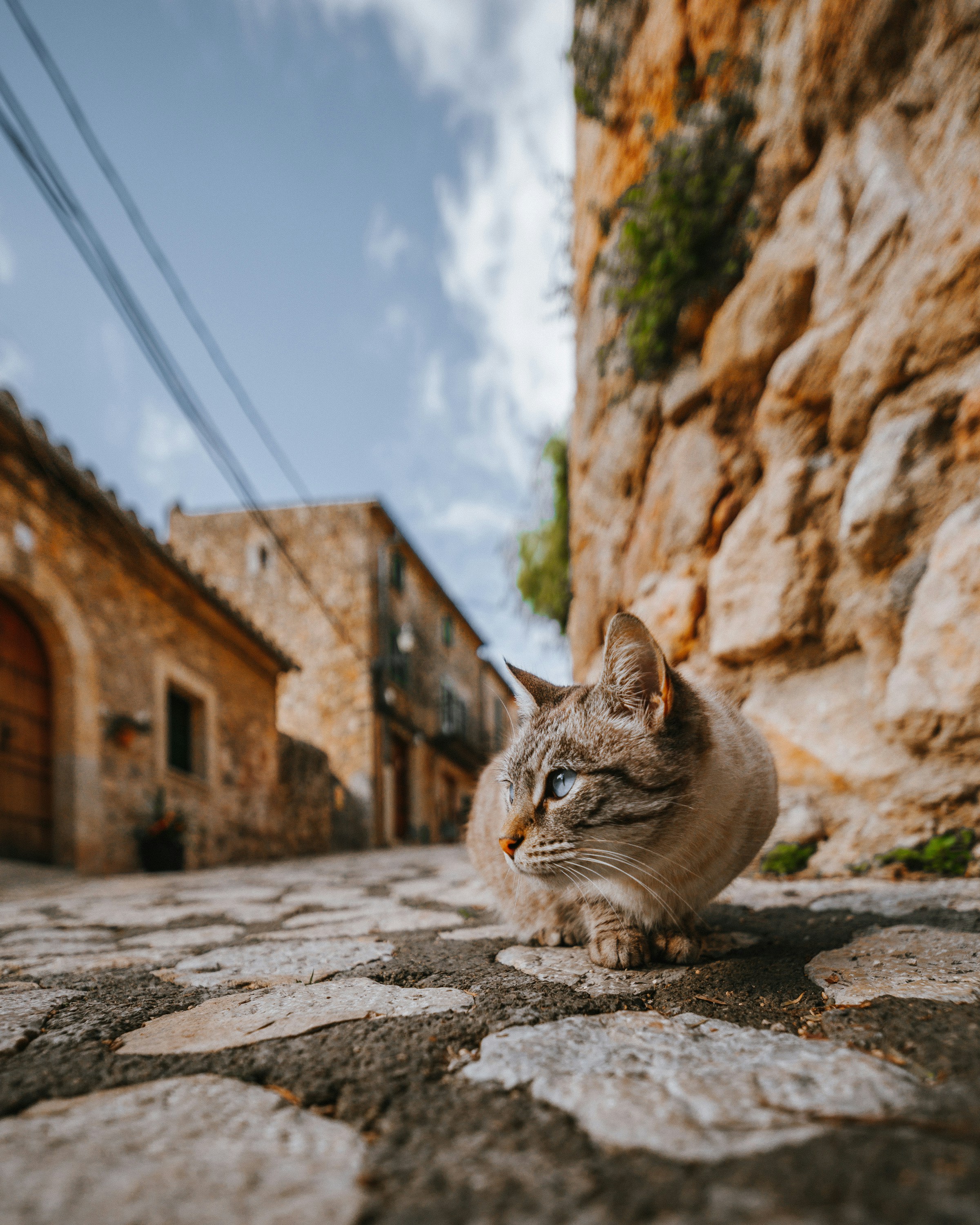 A grey cat lounging on cobblestone streets, framed by rustic buildings and vibrant greenery under a blue sky.