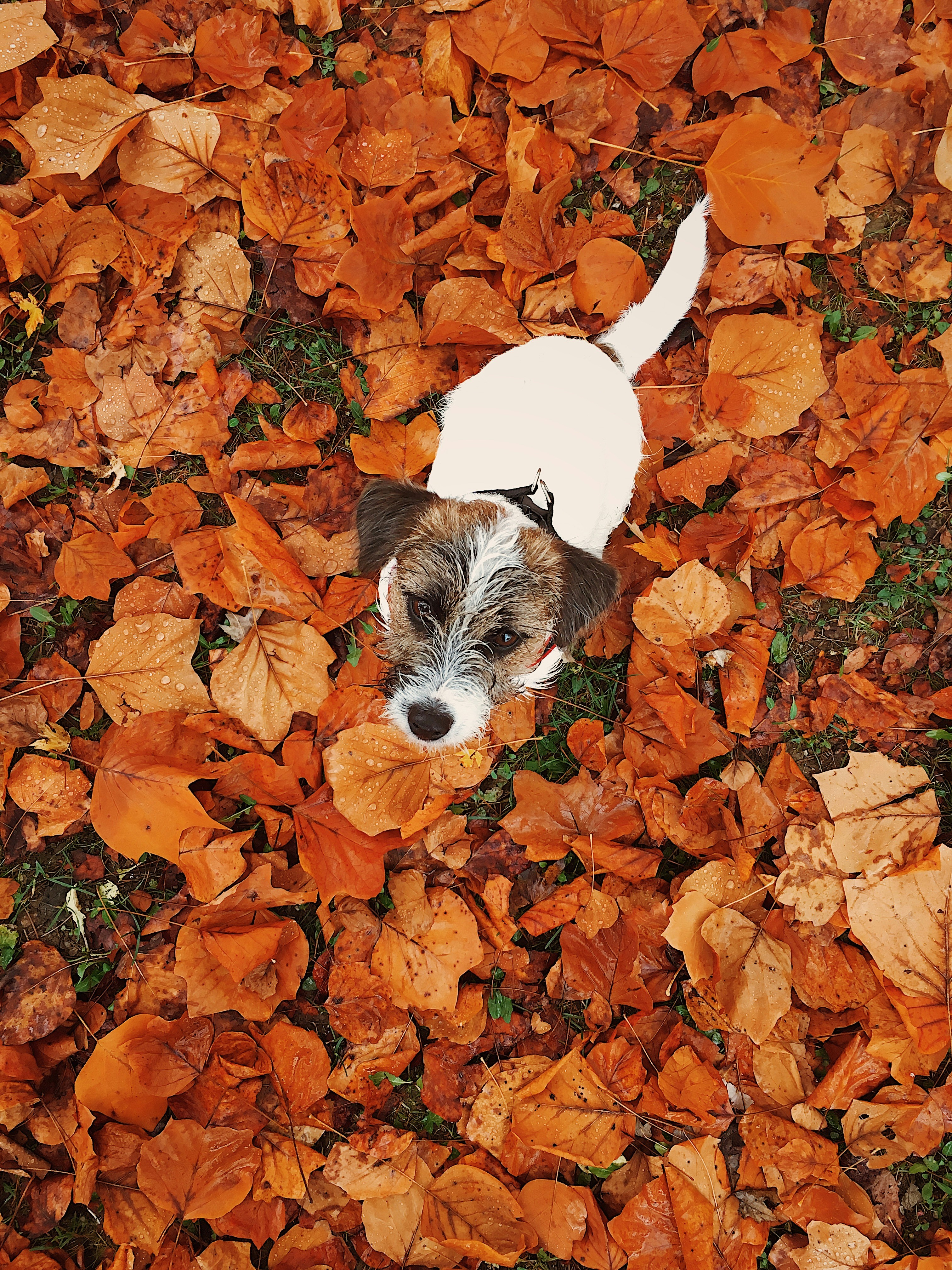 Autumn around Lucky.