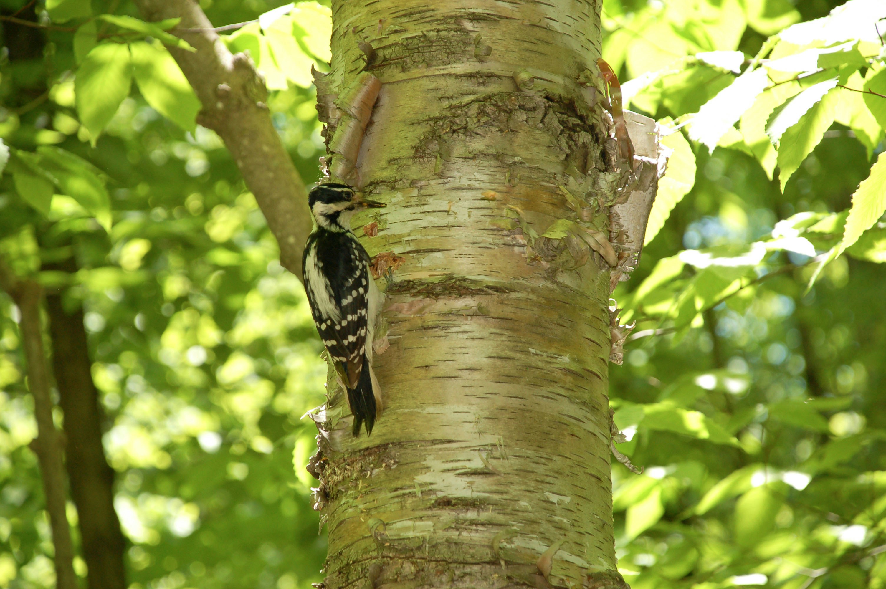Sunlit Birch Watch: A Woodpecker Clings to the Trunk