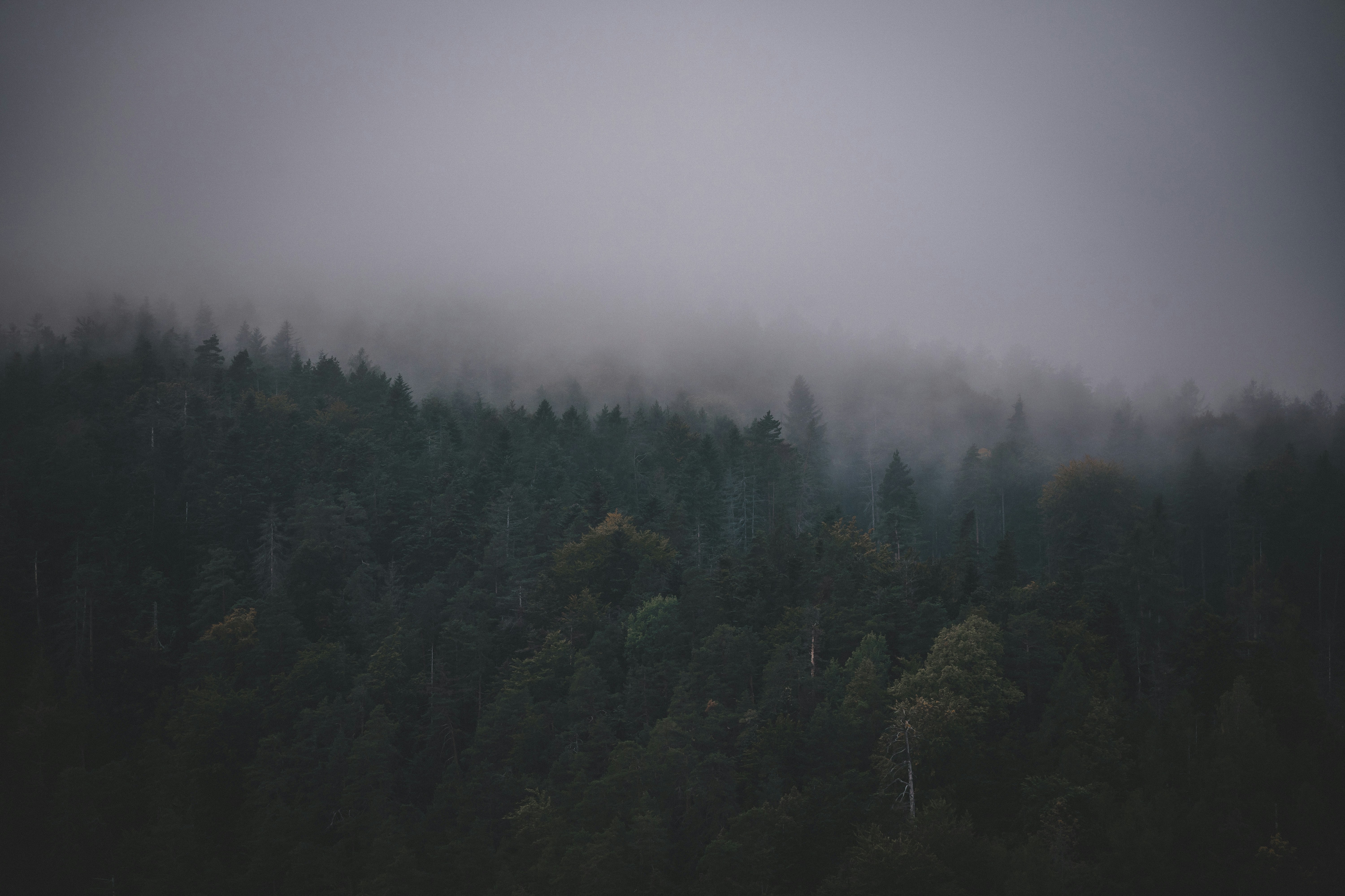 Forest during day photo – Free Plant Image on Unsplash