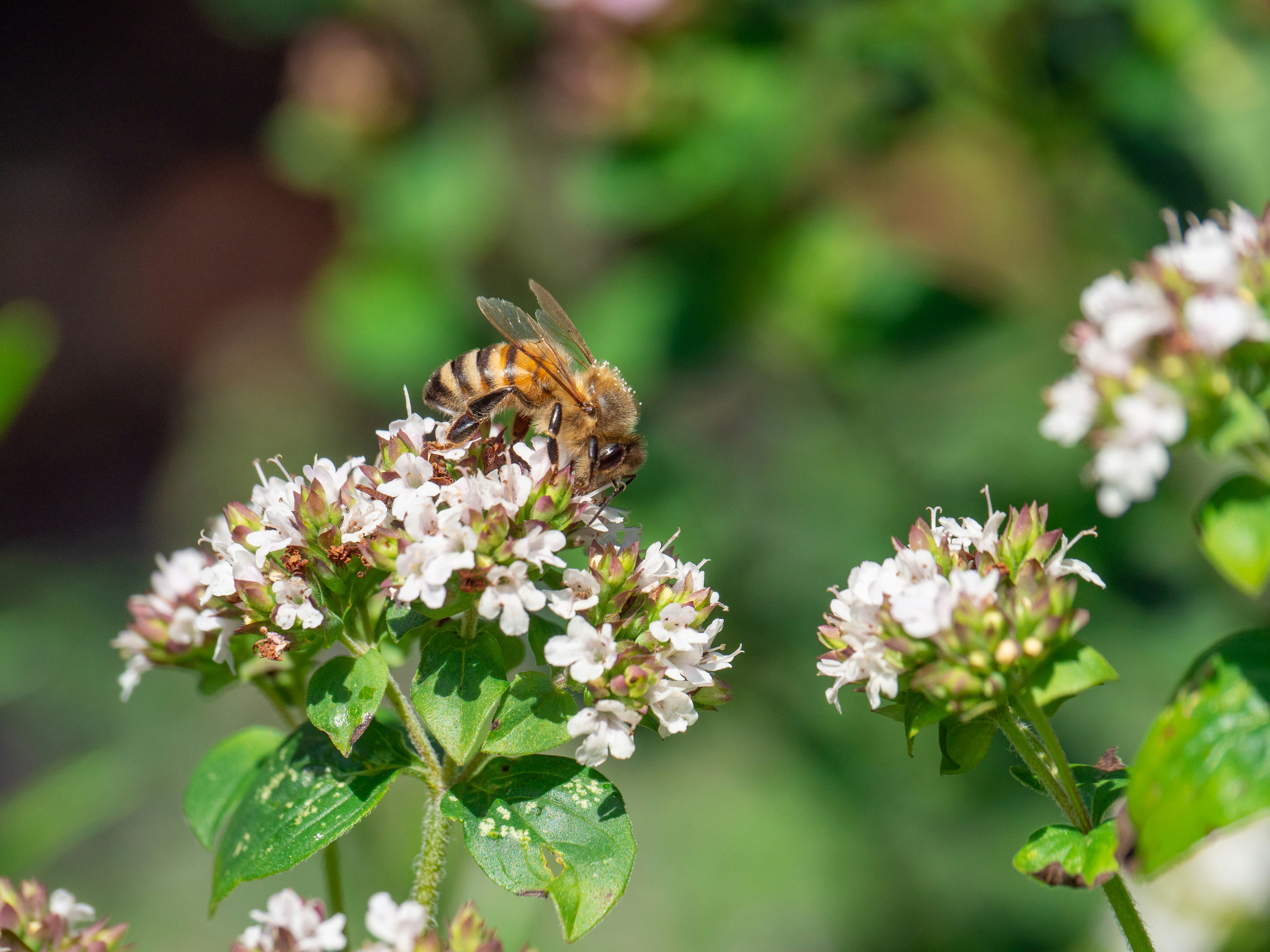 Honeybee gathering nectar from delicate white flowers in a sunlit garden.