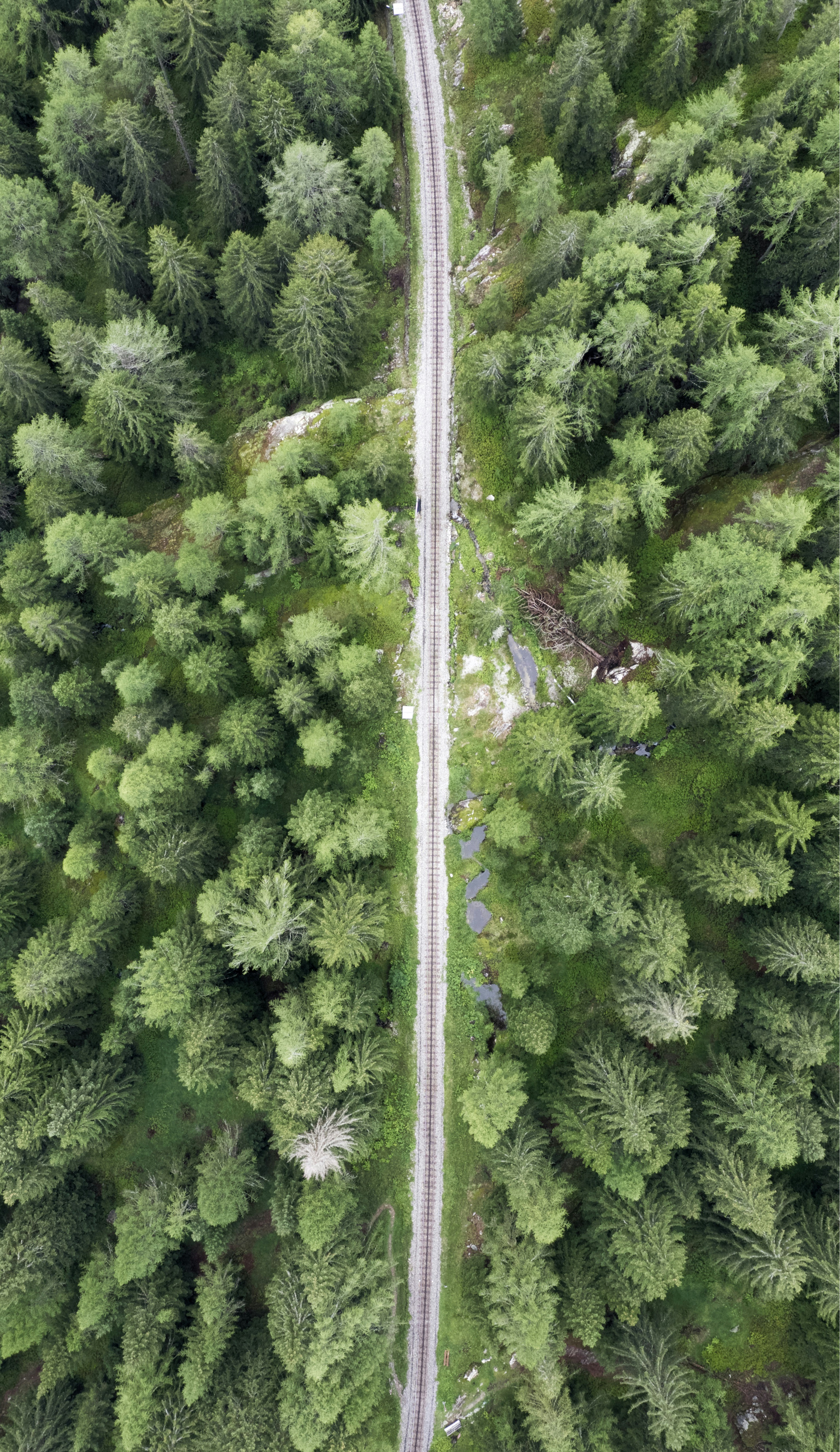 Aerial view of a narrow railway track winding through a dense forest, surrounded by lush green trees and patches of underbrush.