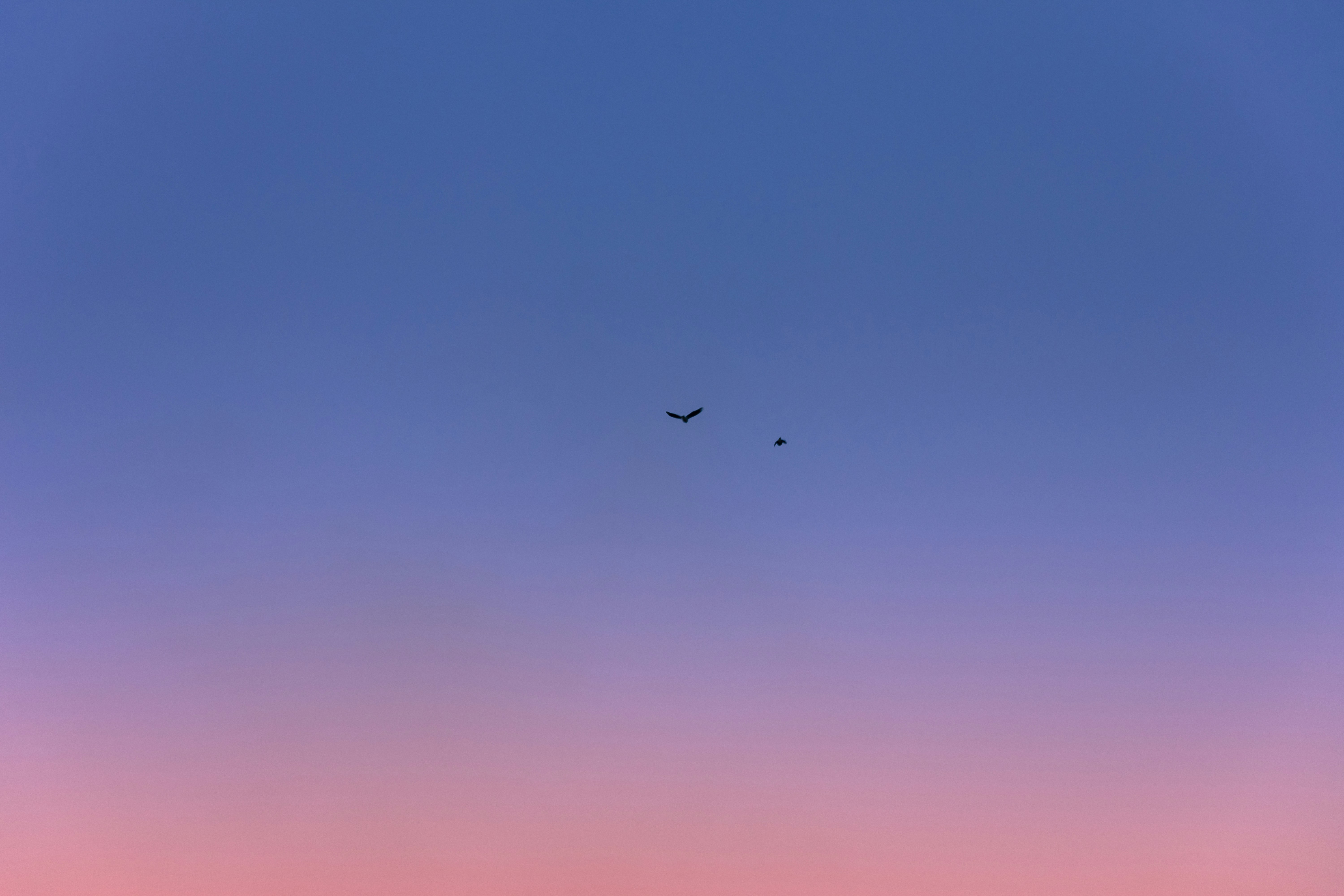 Silhouettes of two birds soaring through a gradient sky transitioning from soft pink to deep blue.