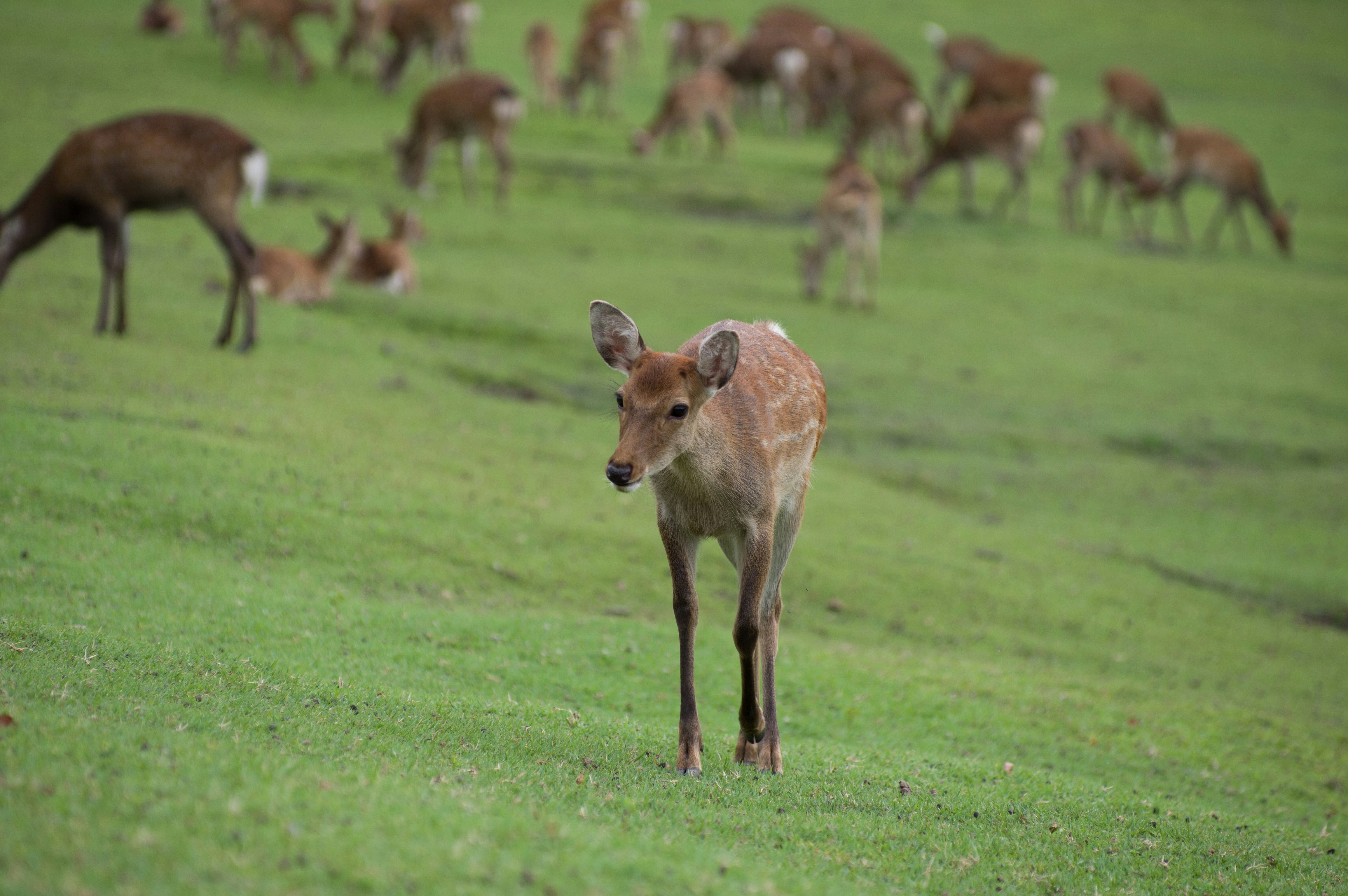 Young deer standing gracefully on a lush green field, surrounded by a herd in the background.