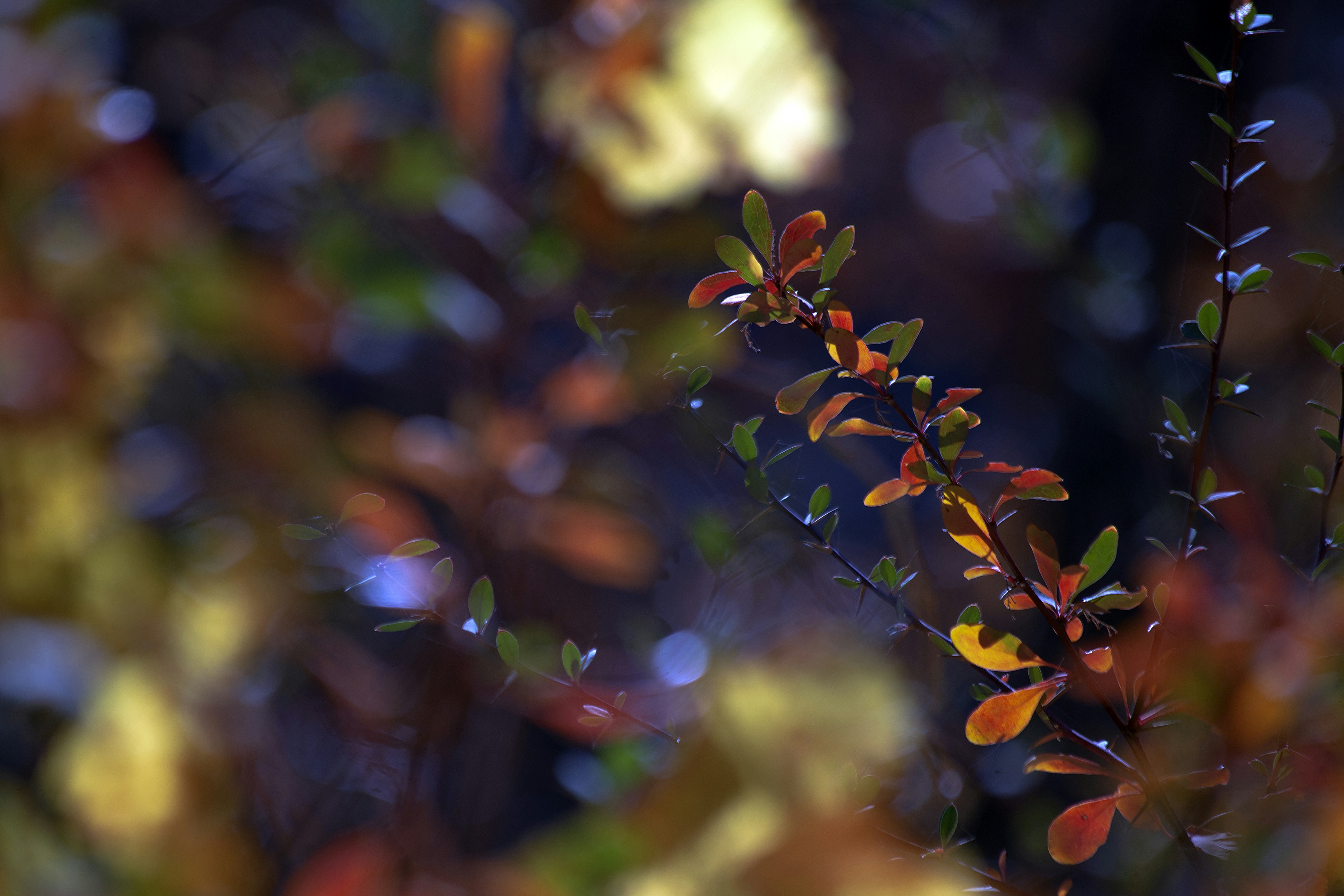 Chromatic Pictures | Download Free Images on Unsplash