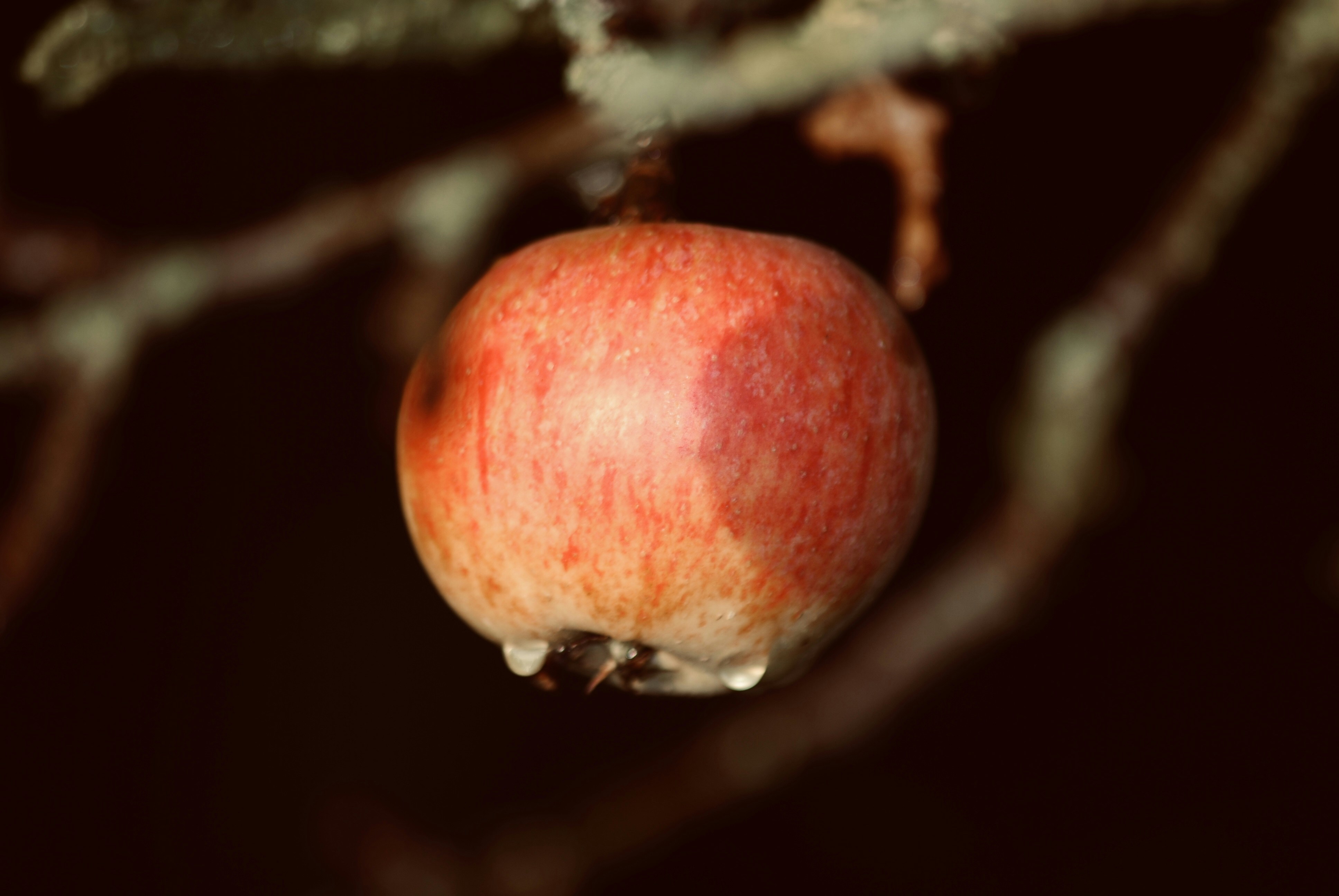 Close-up of a glistening apple hanging from a branch, with droplets of water clinging to its surface against a dark backdrop.