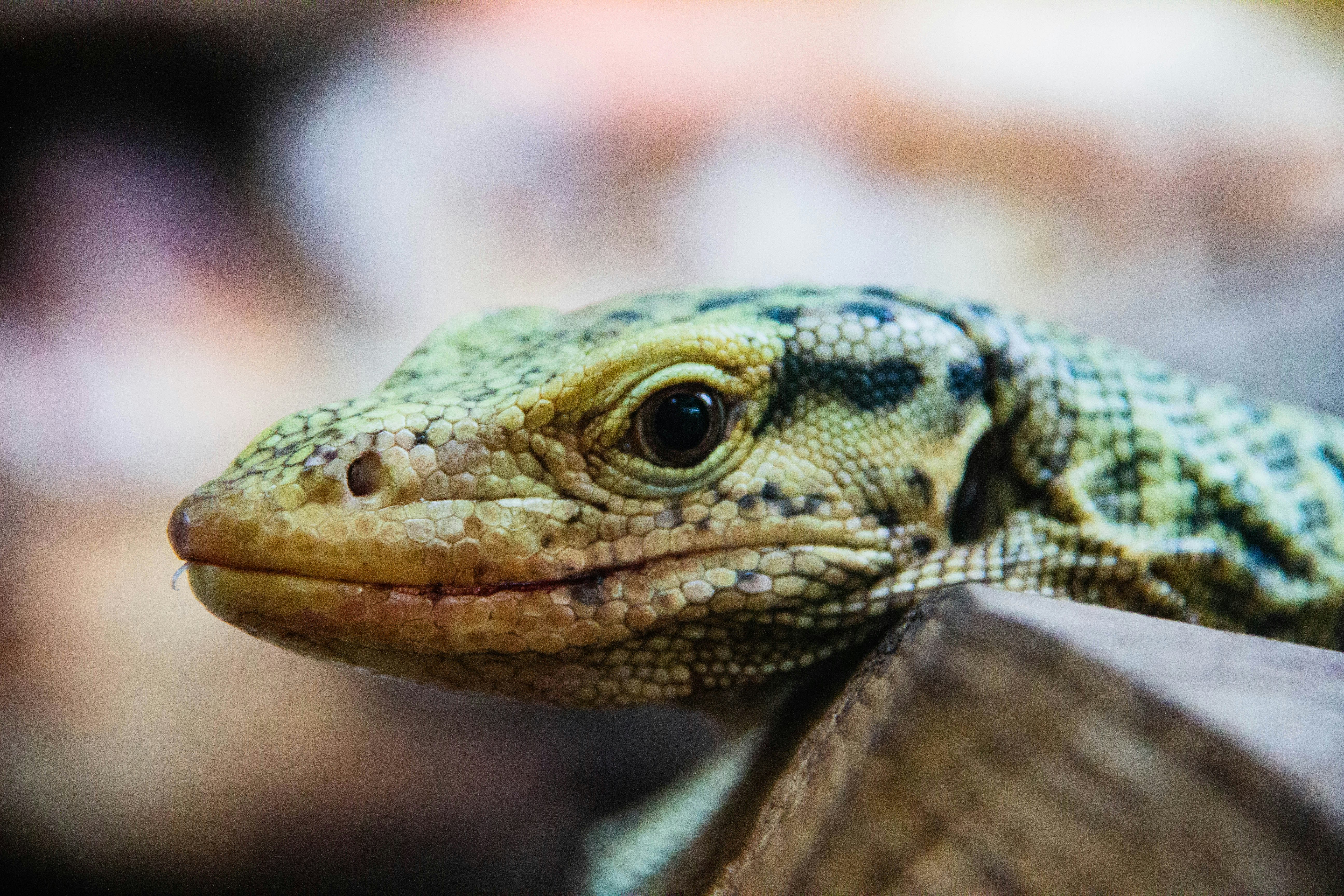 Reptile jaune et noir photo – Photo D143 Gratuite sur Unsplash