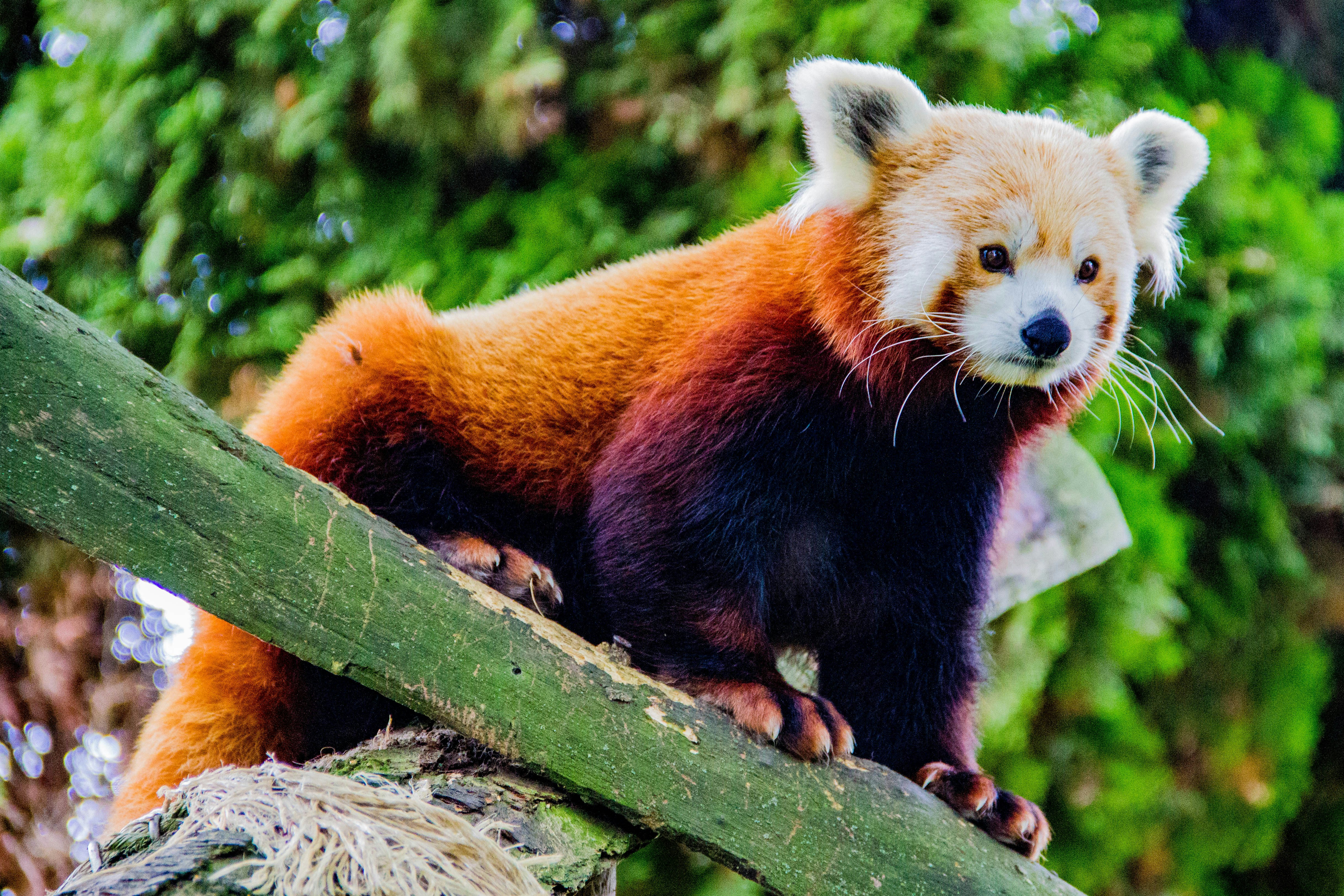 Emerald Gaze: Red Panda Perched on a Mossy Branch