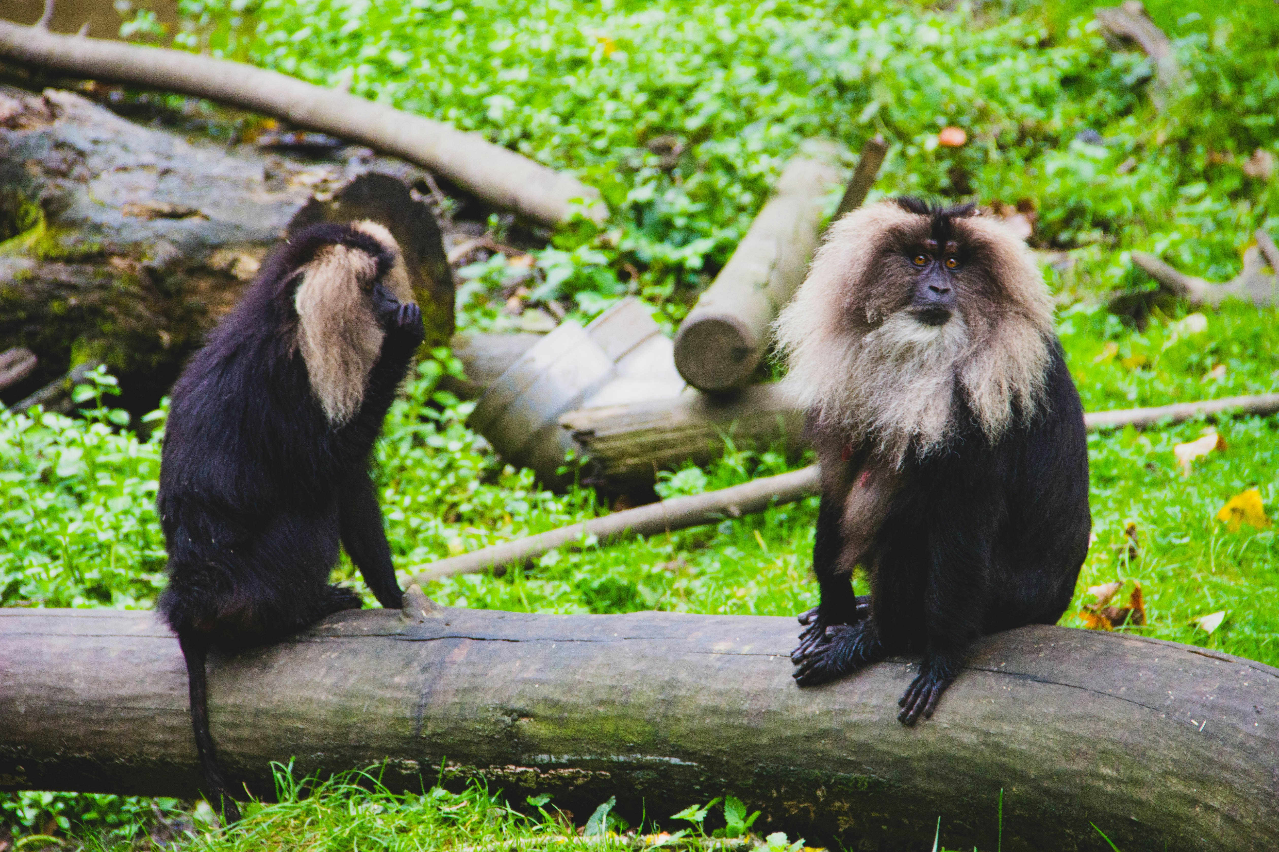 Two gray-and-black monkeys on slab photo – Free France Image on Unsplash