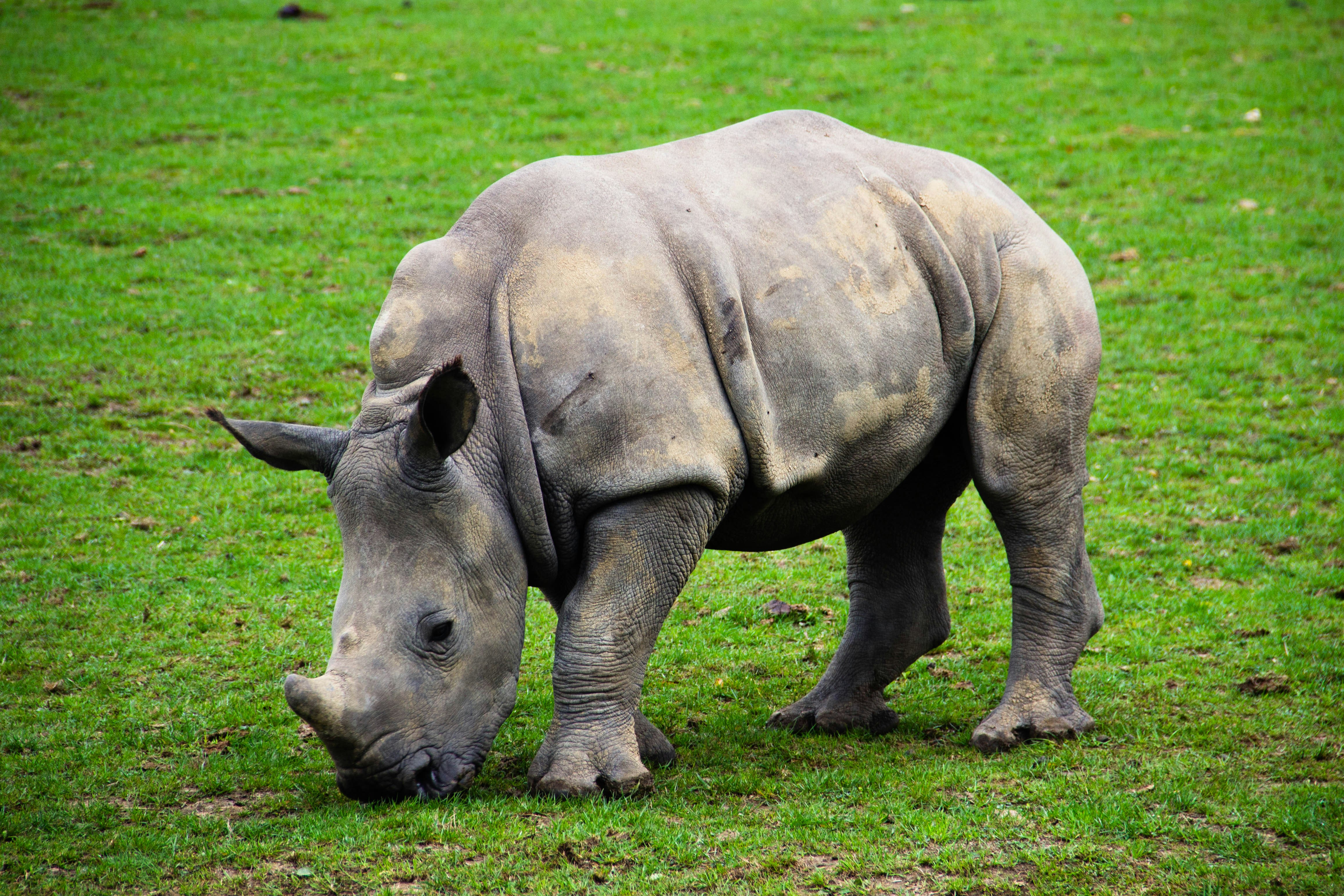 White rhinocerus photo – Free Animal Image on Unsplash