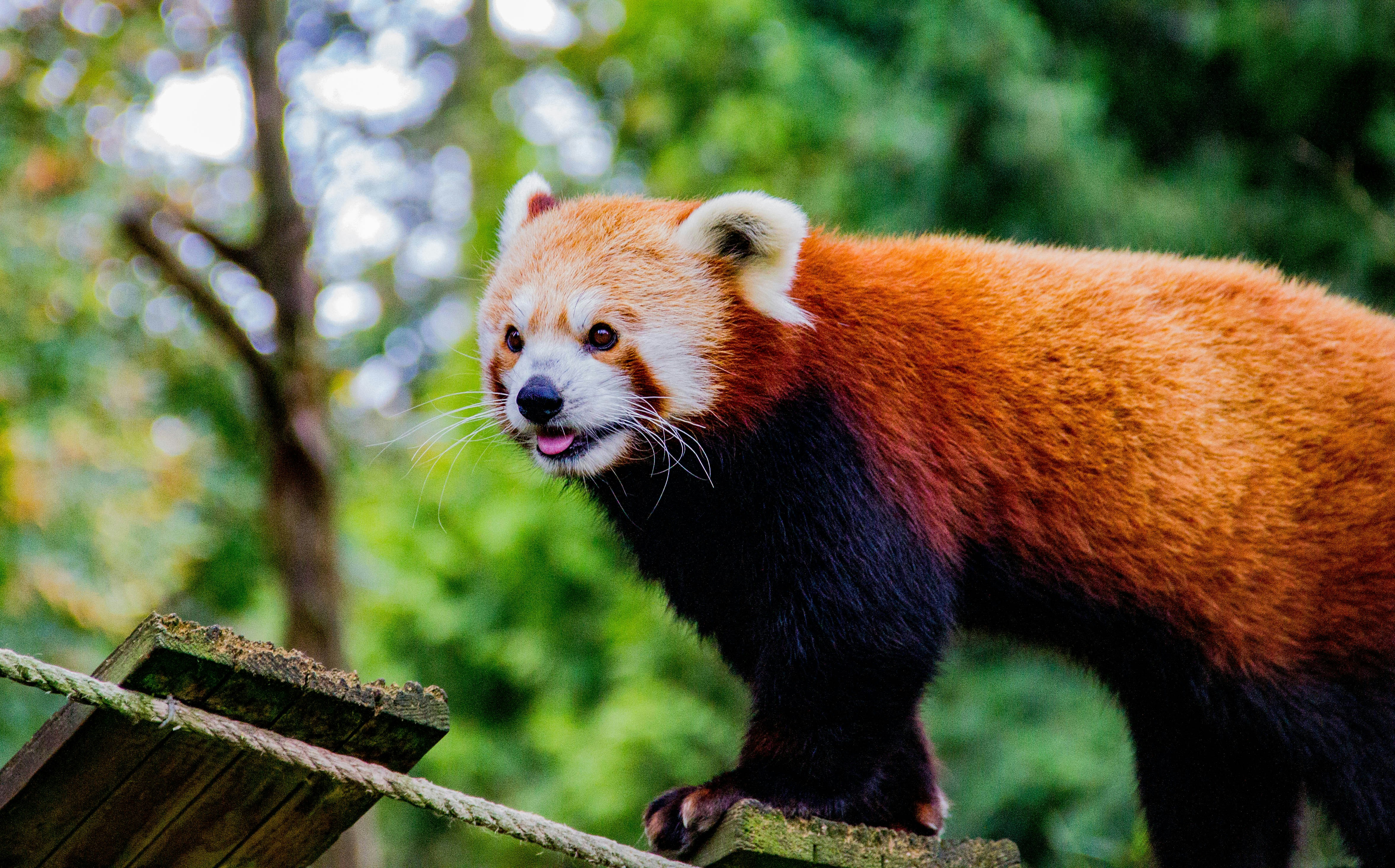 Selective focus photography of red panda photo – Free Cerza parc des ...