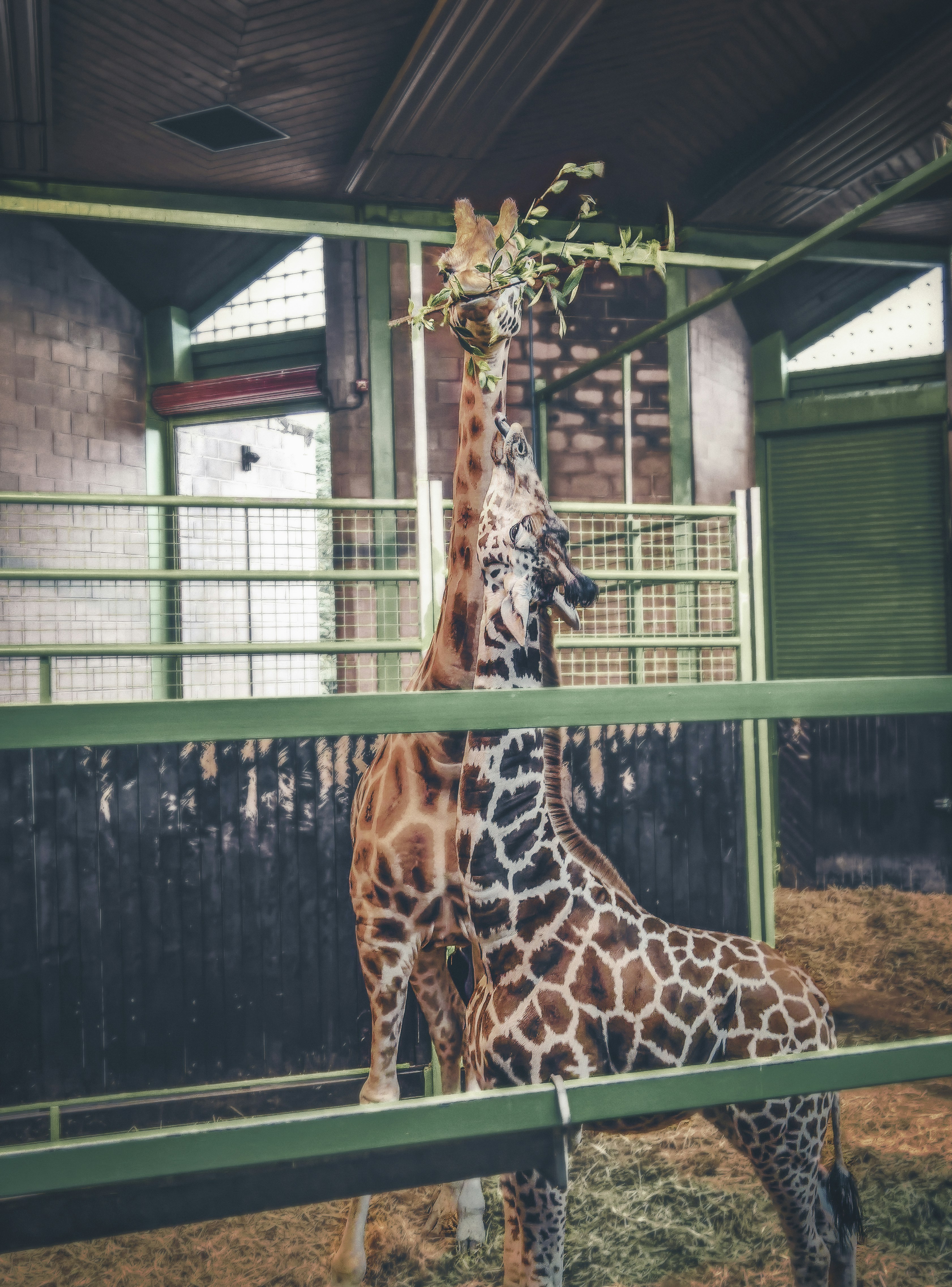 Two giraffes reaching for leaves in a zoo enclosure, showcasing their graceful necks and distinctive patterns.