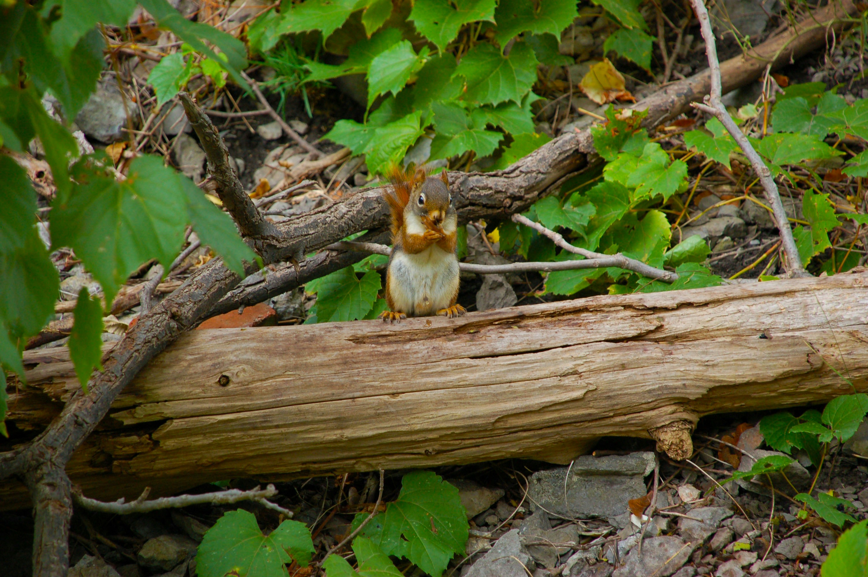 Gray rodent standing on tree trunk at daytime photo – Free Animals ...