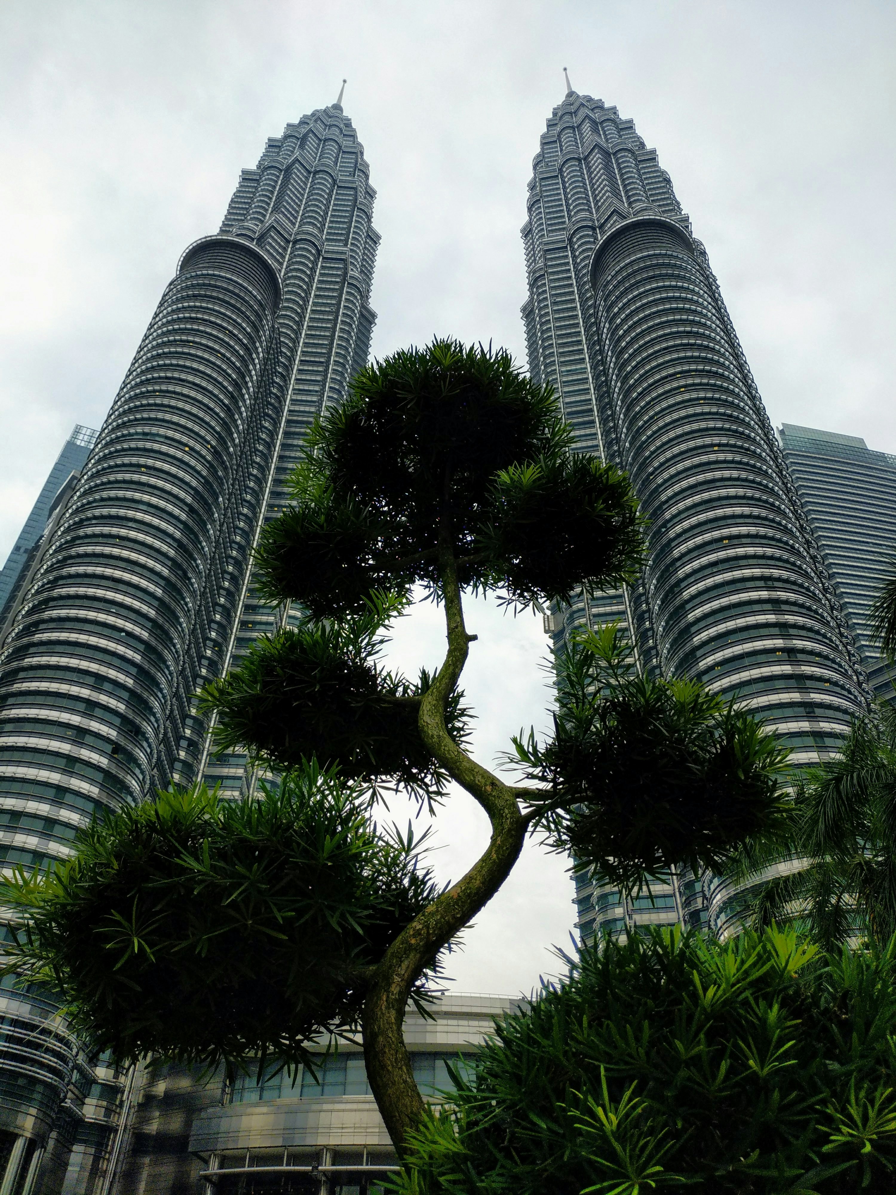 Curved tree branches intertwine with the towering Petronas Towers, showcasing a blend of natural and urban beauty.