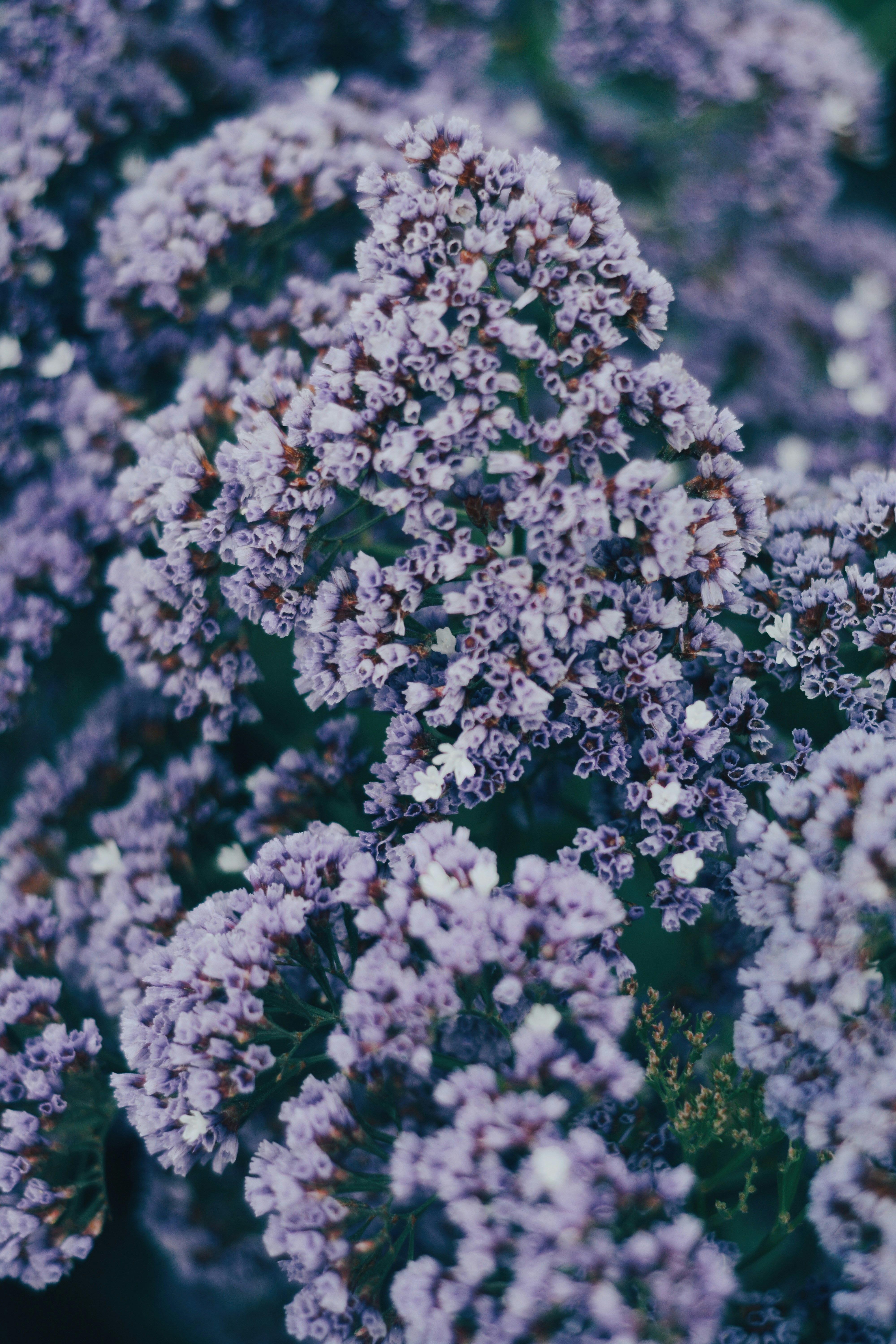 Delicate clusters of purple flowers create a textured tapestry, showcasing nature's intricate beauty.
