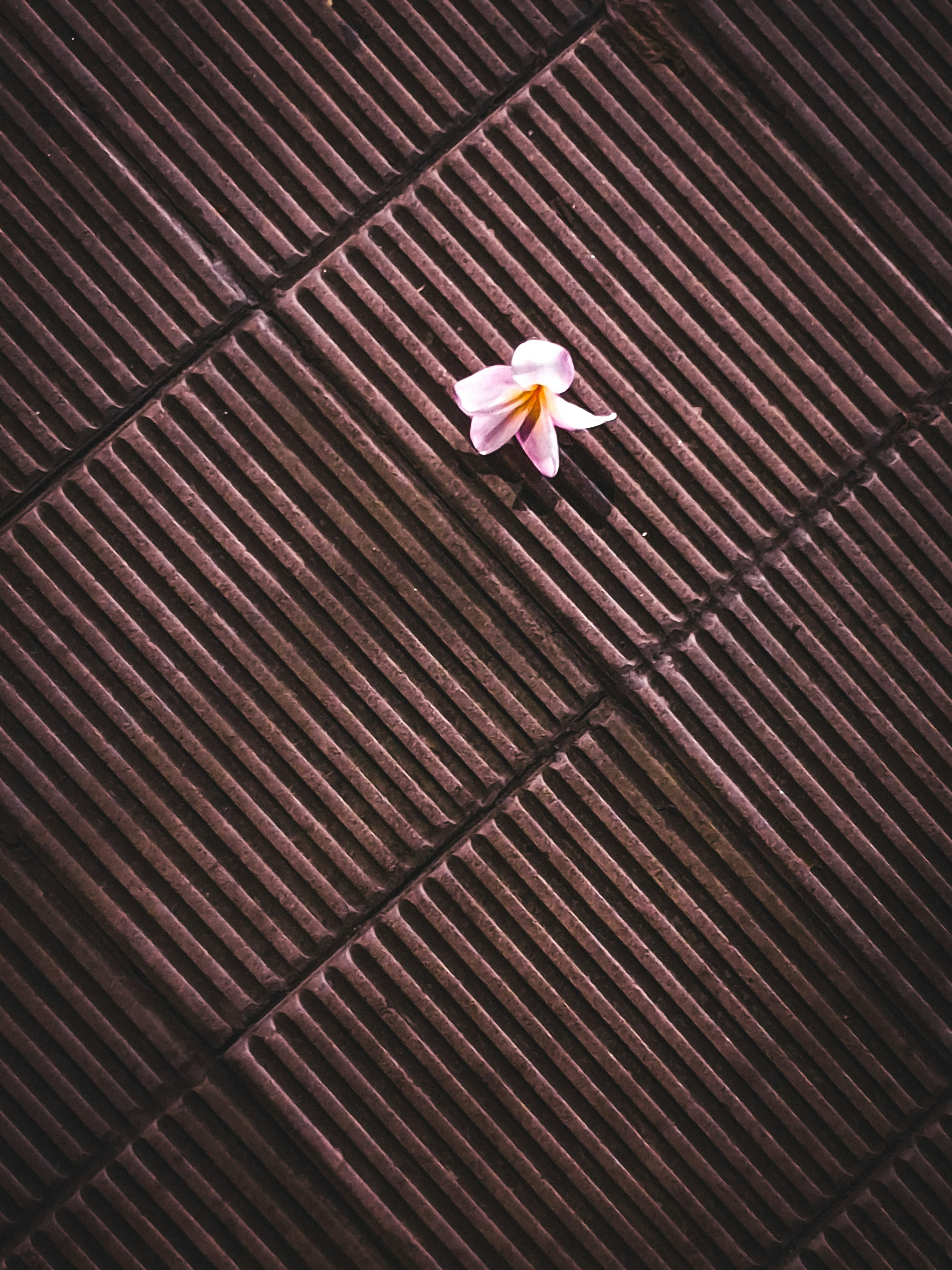 pink petaled flower