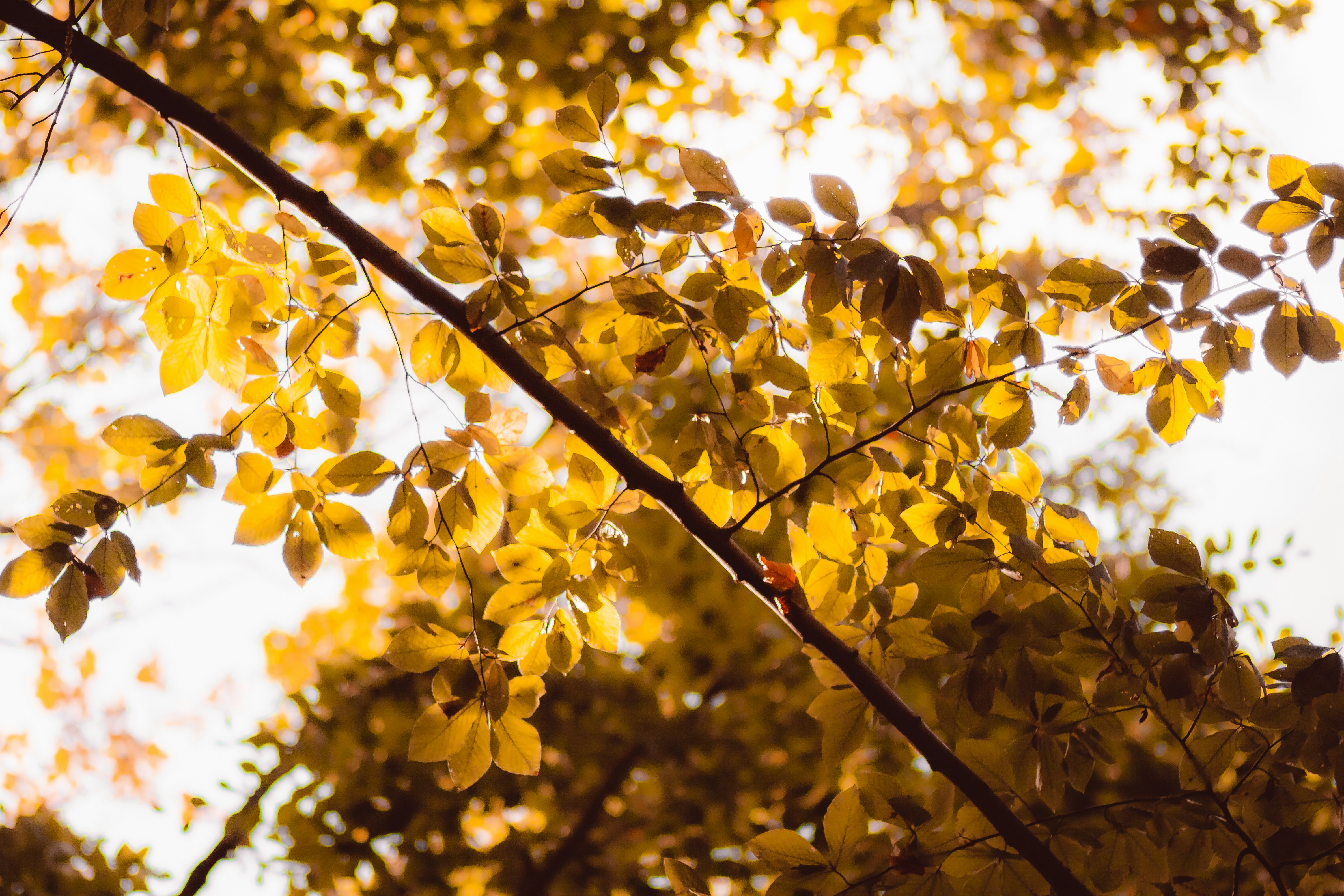 Sunlit autumn leaves in a vibrant golden hue creating a natural canopy.