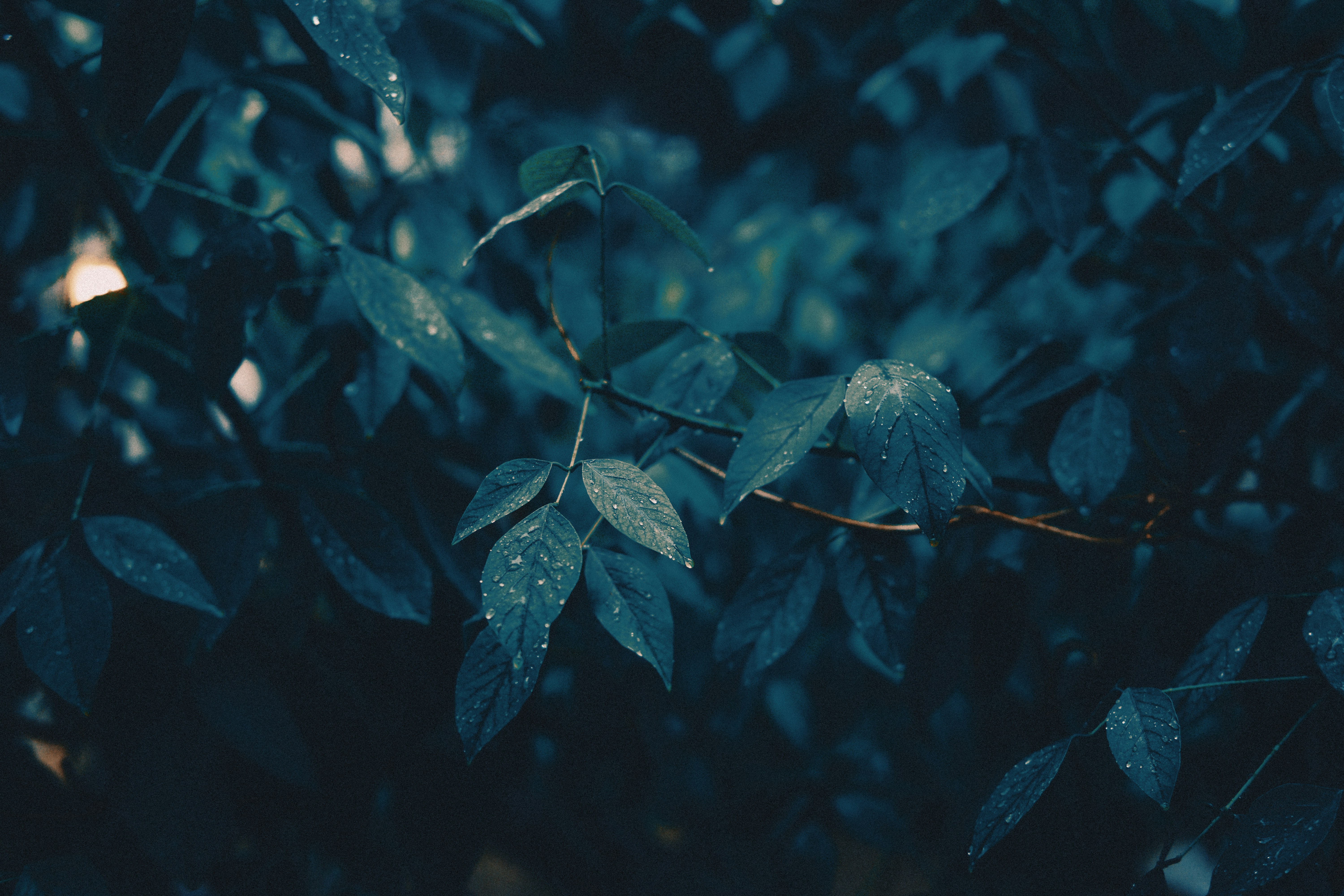 Dew-kissed dark green leaves create an atmospheric backdrop, highlighting nature's intricate textures and forms.