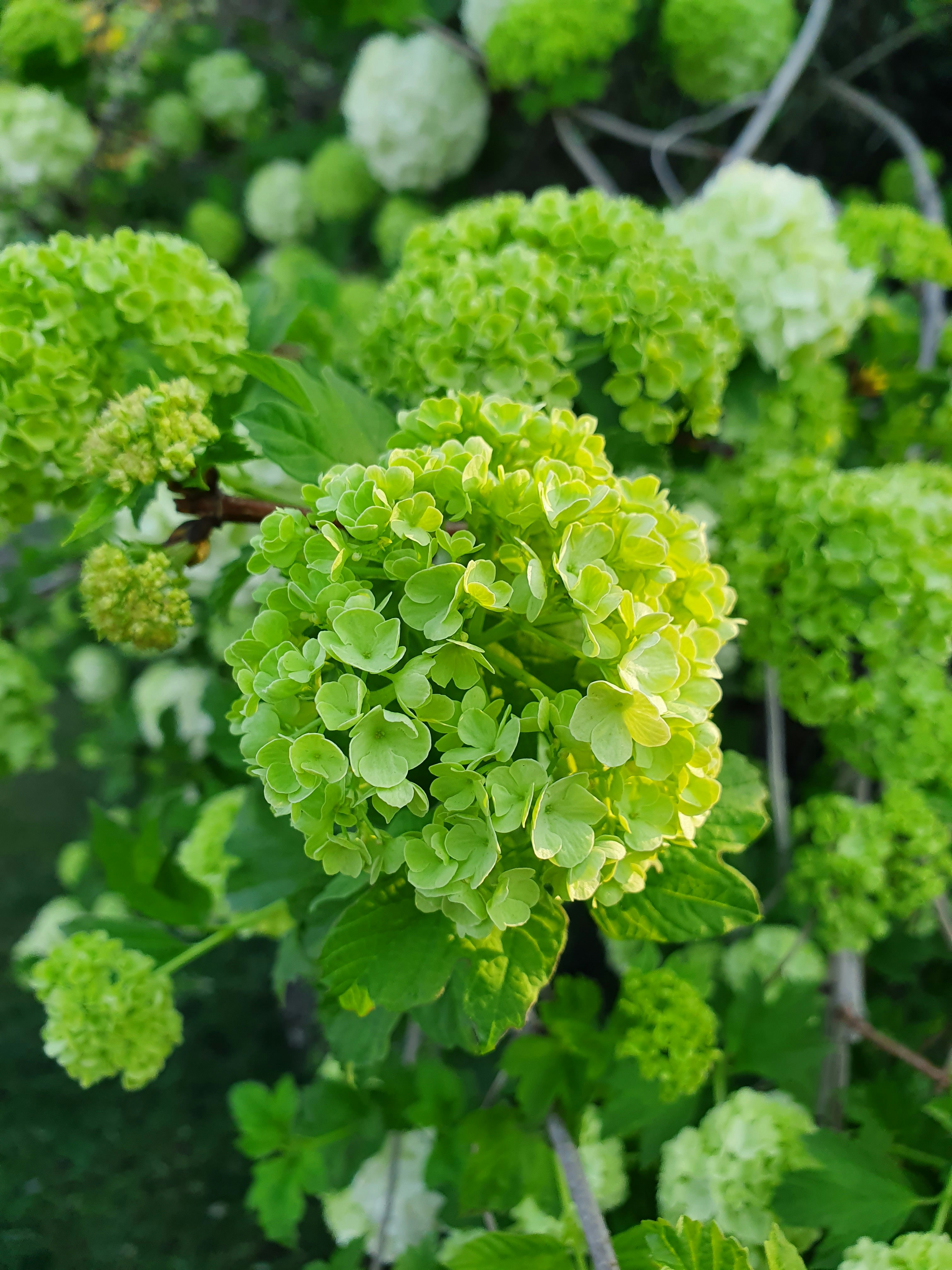 Emerald Hydrangea Orbs: Sunlit Clusters of Lime-Green Blooms