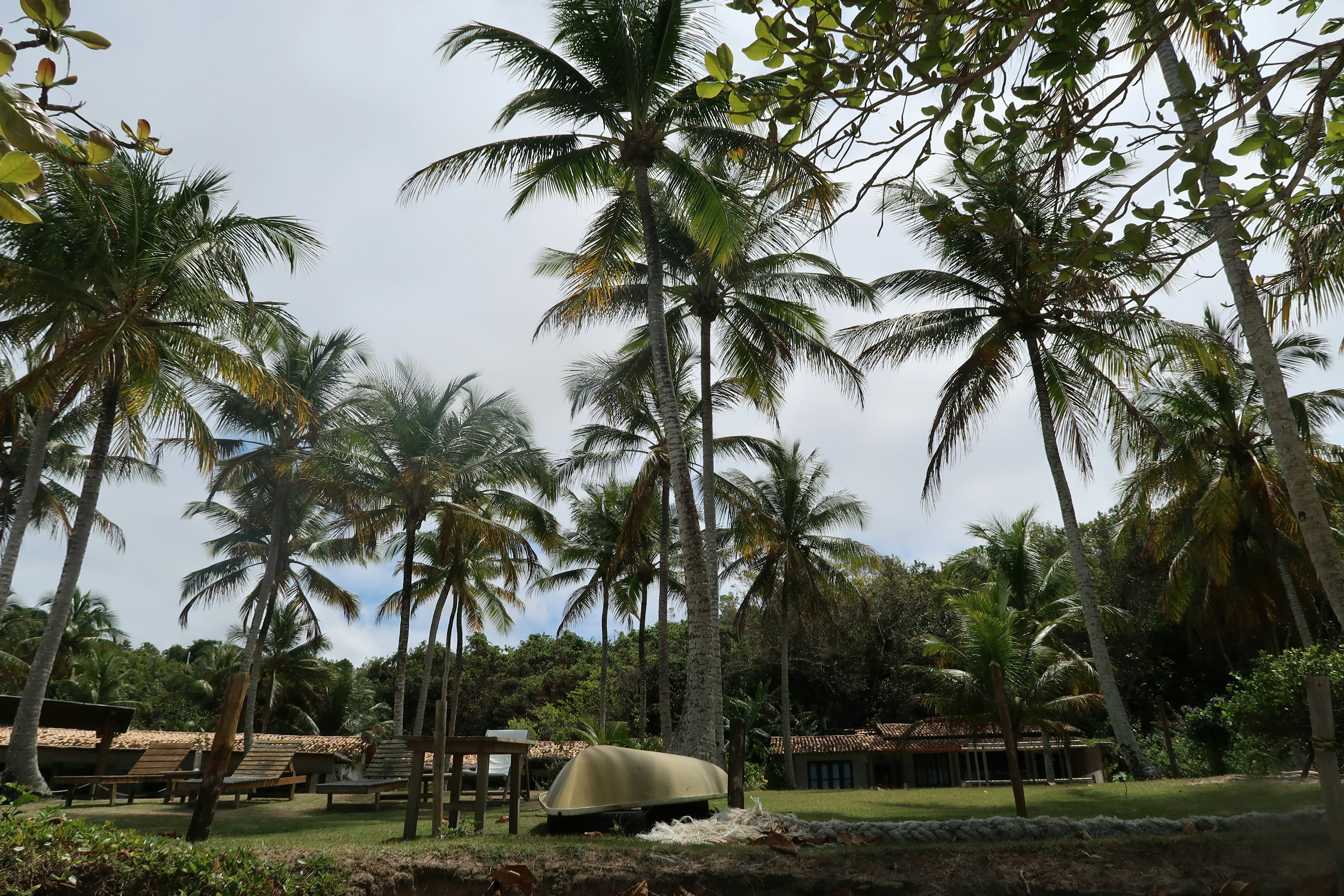 Palm trees sway over an old boat nestled in a lush tropical setting under a cloudy sky.