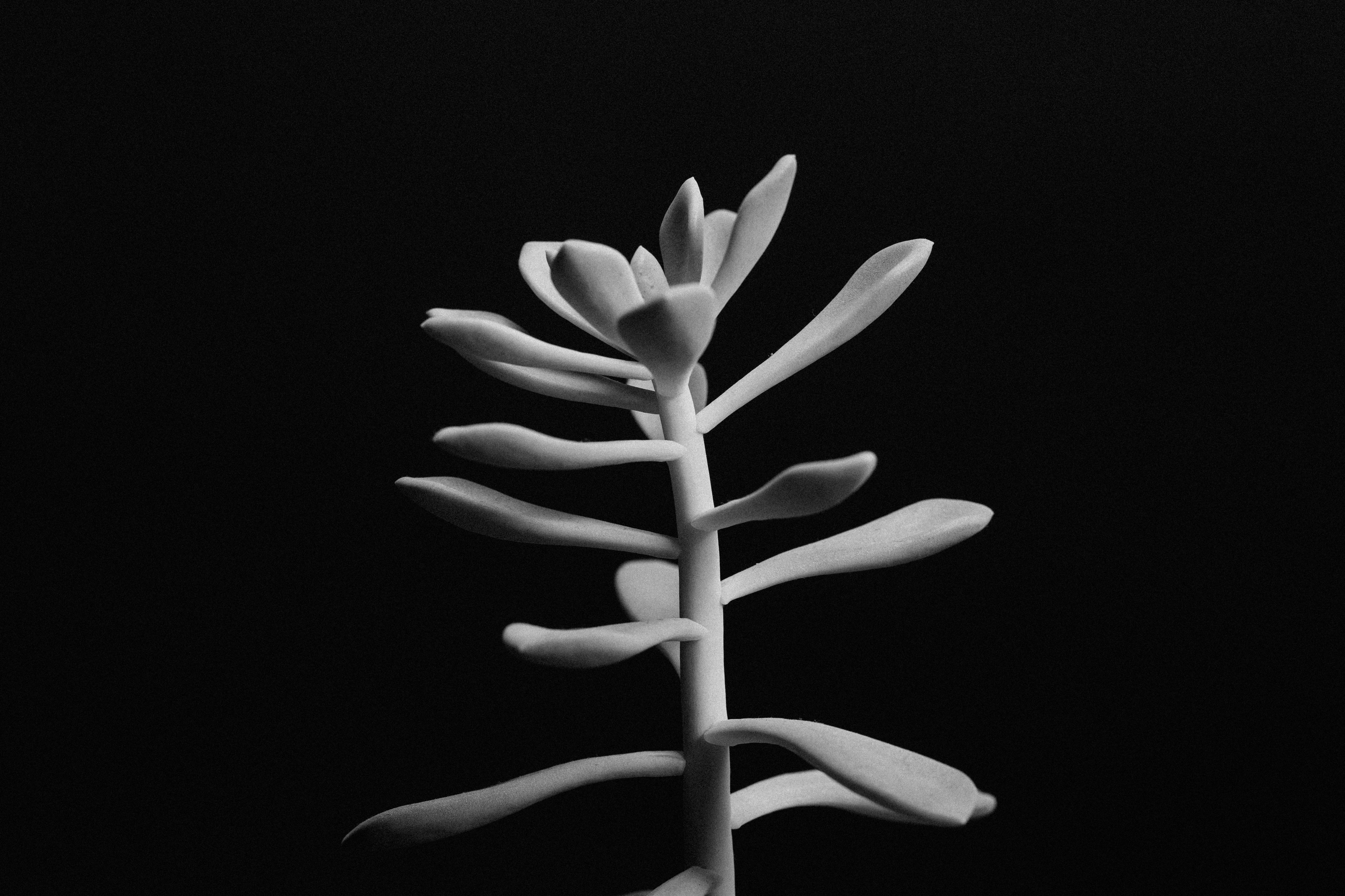 A minimalist black and white depiction of a succulent plant, showcasing its elegant, sculptural form against a dark background.