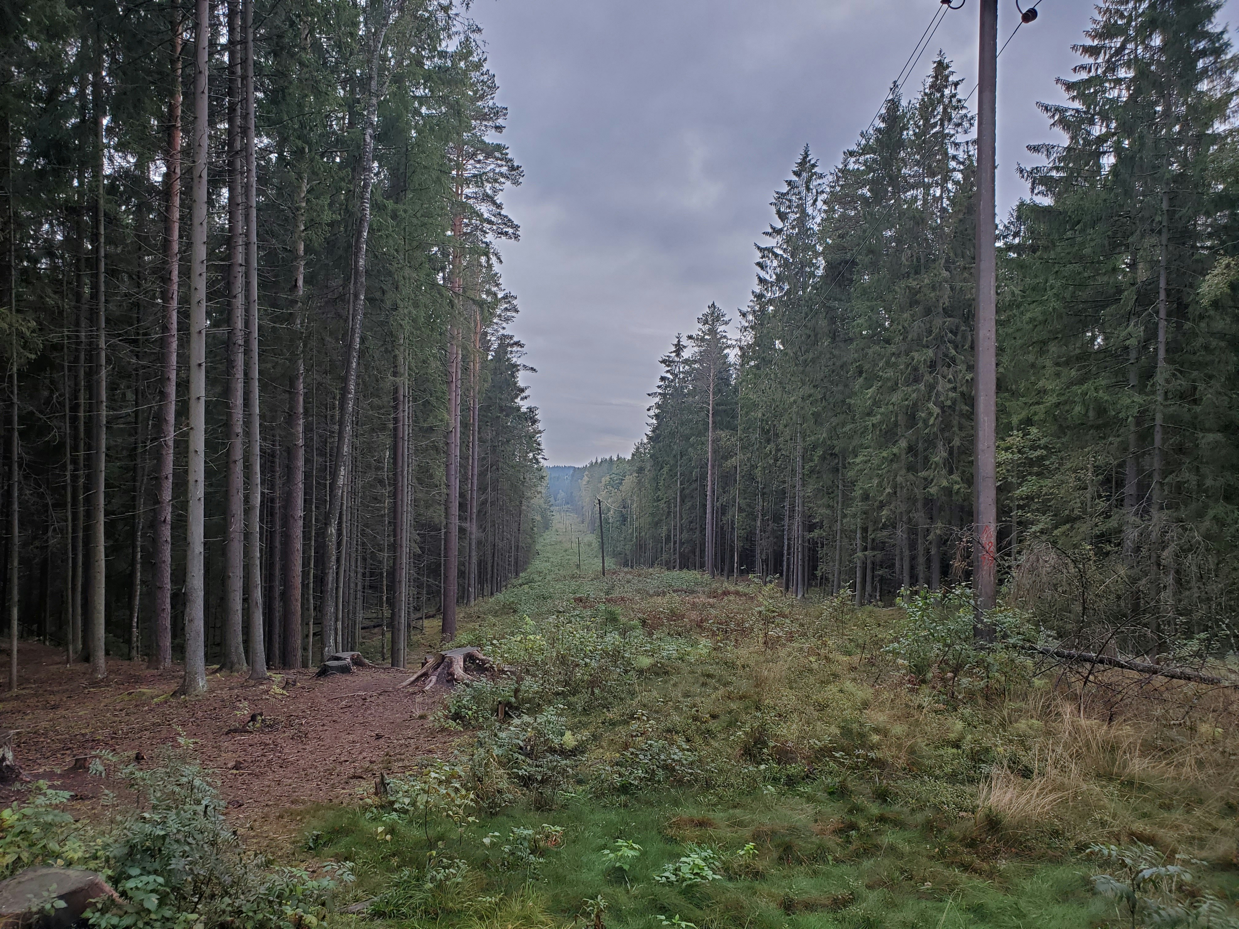 A serene forest corridor framed by towering trees, leading towards a distant horizon under a cloudy sky.