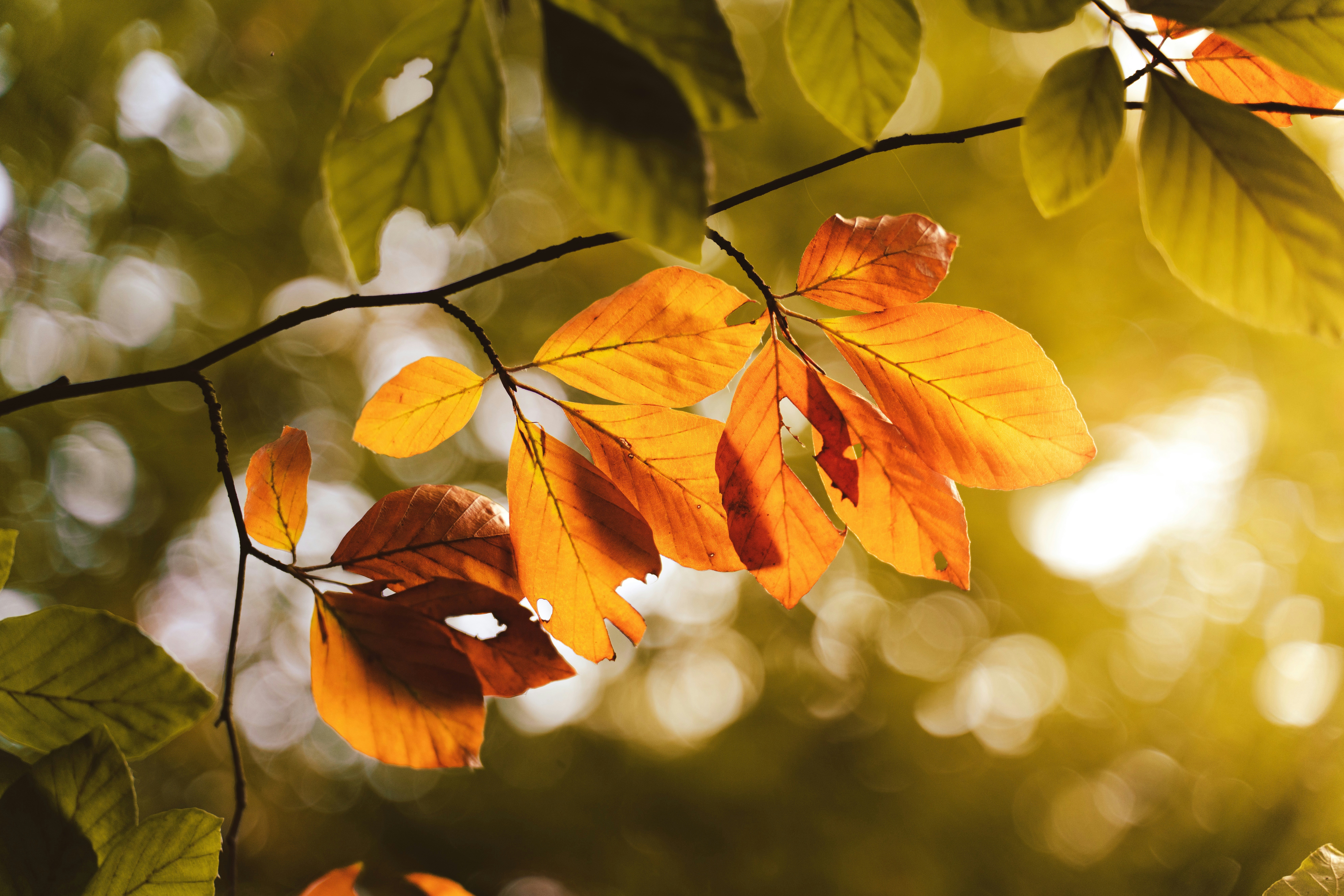 Sony a7R II sample photo - bXoAVElEbH - ExploreCams