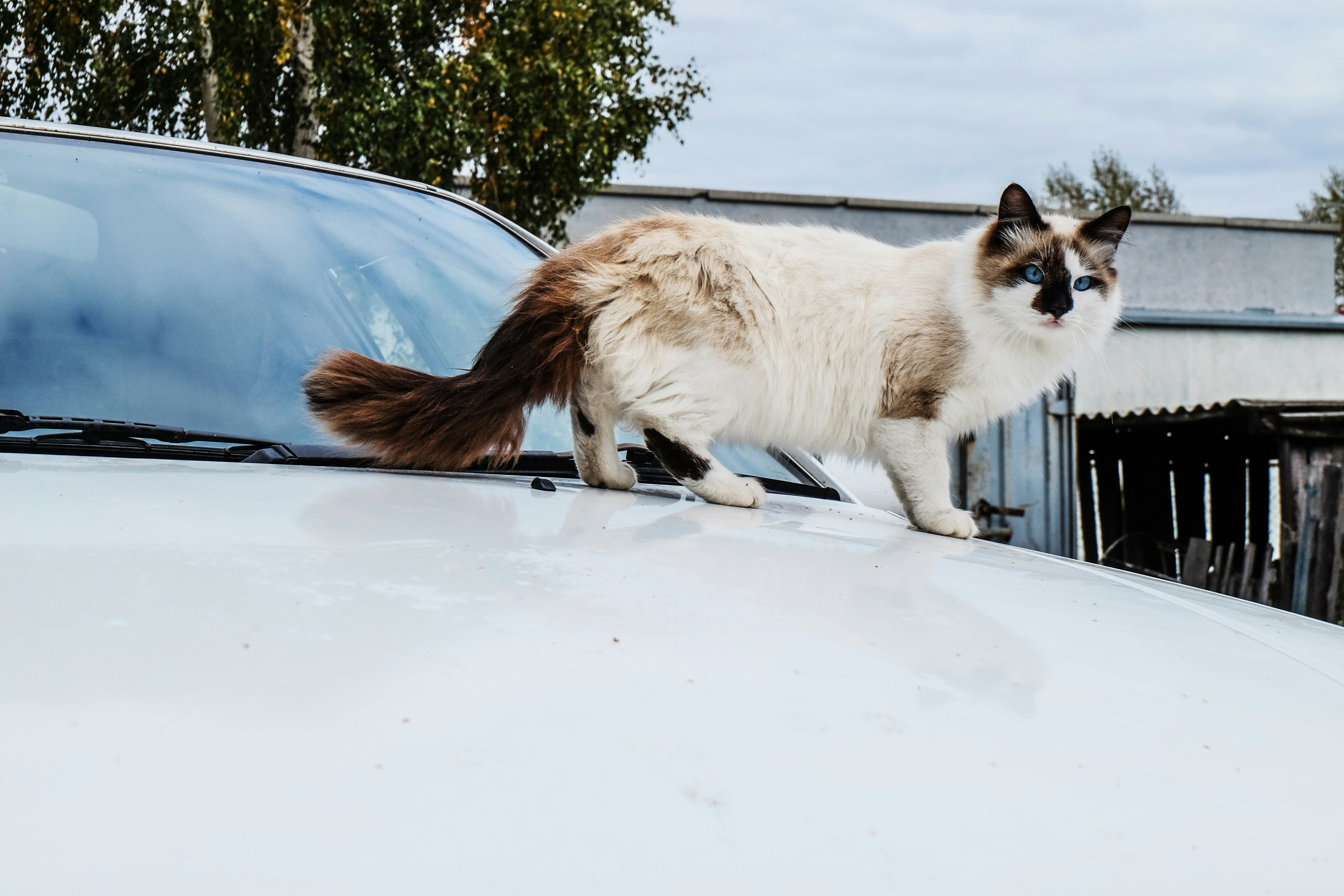 white and brown cat on vehicle hood