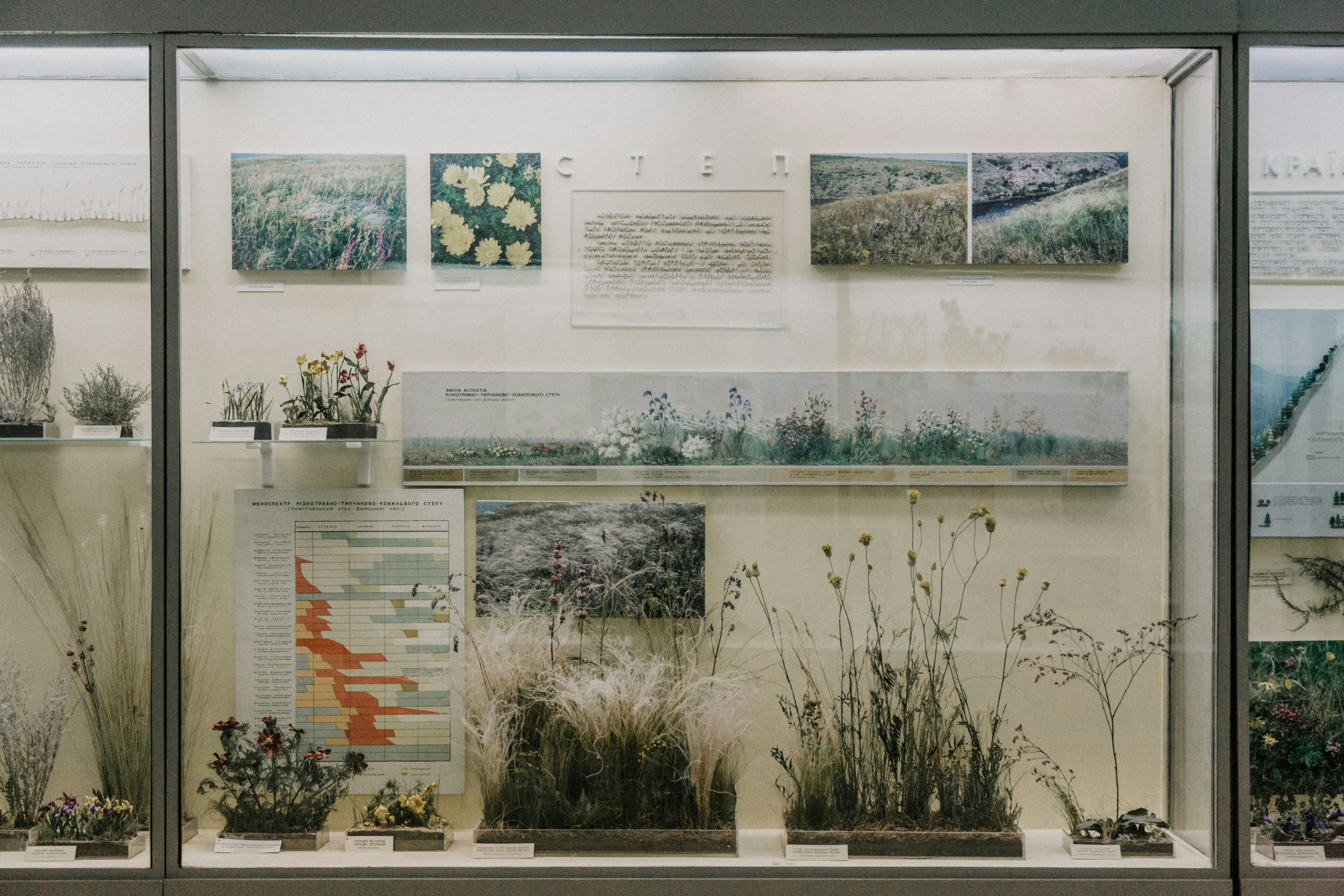 An exhibition display featuring various plant specimens, illustrations, and informative panels that explore ecological themes and biodiversity.