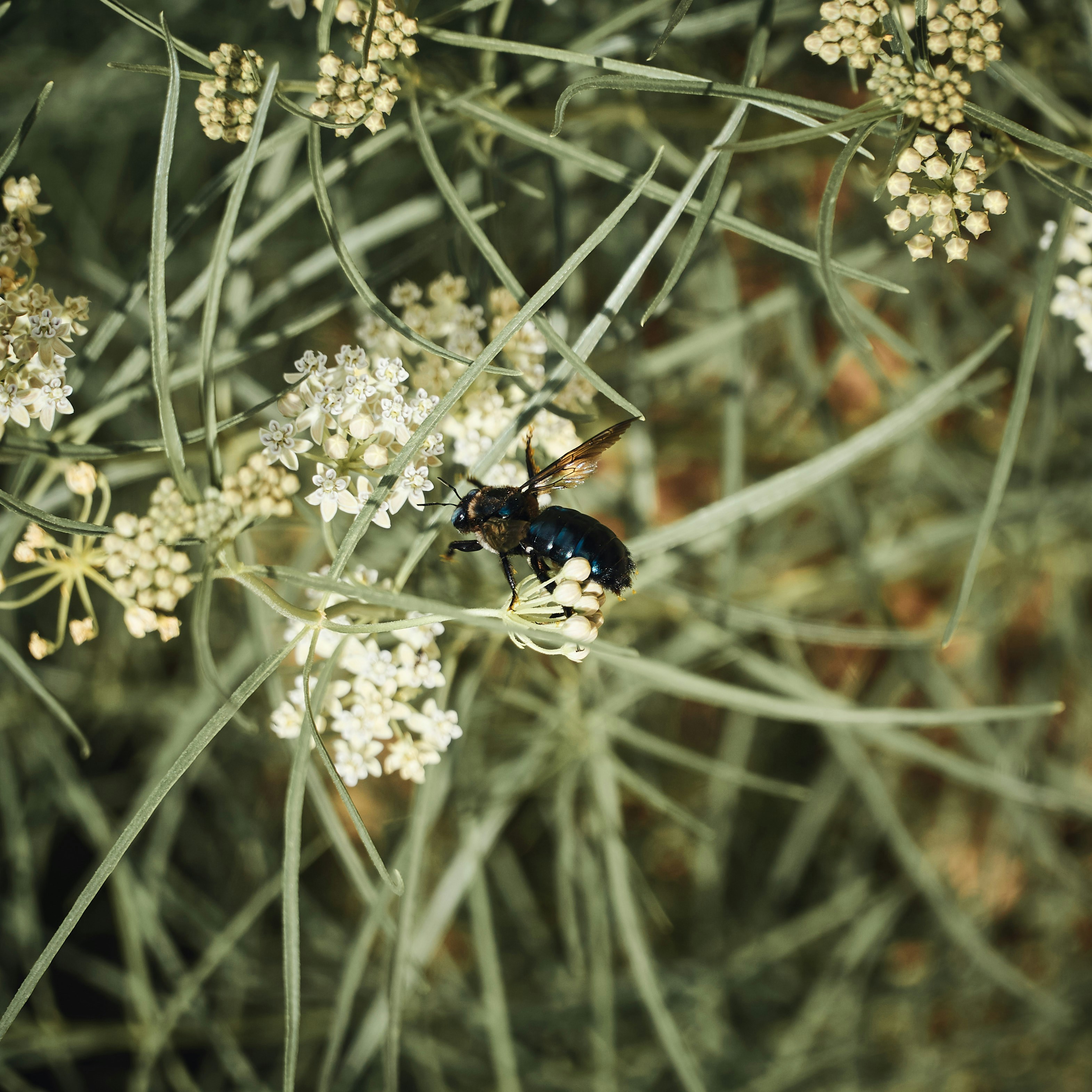 Tiny Moth, Large Plant World