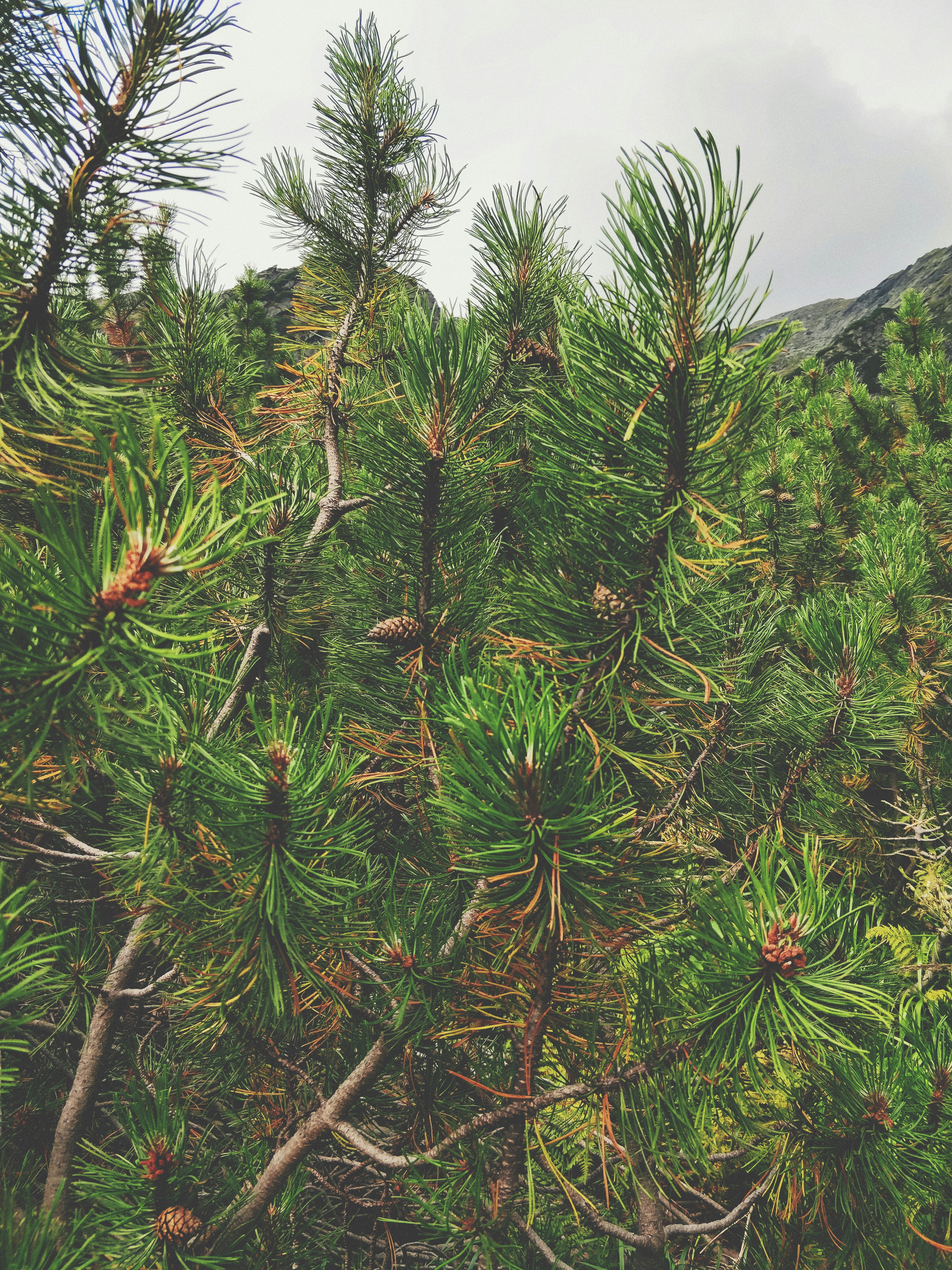 Evergreen. | green forest