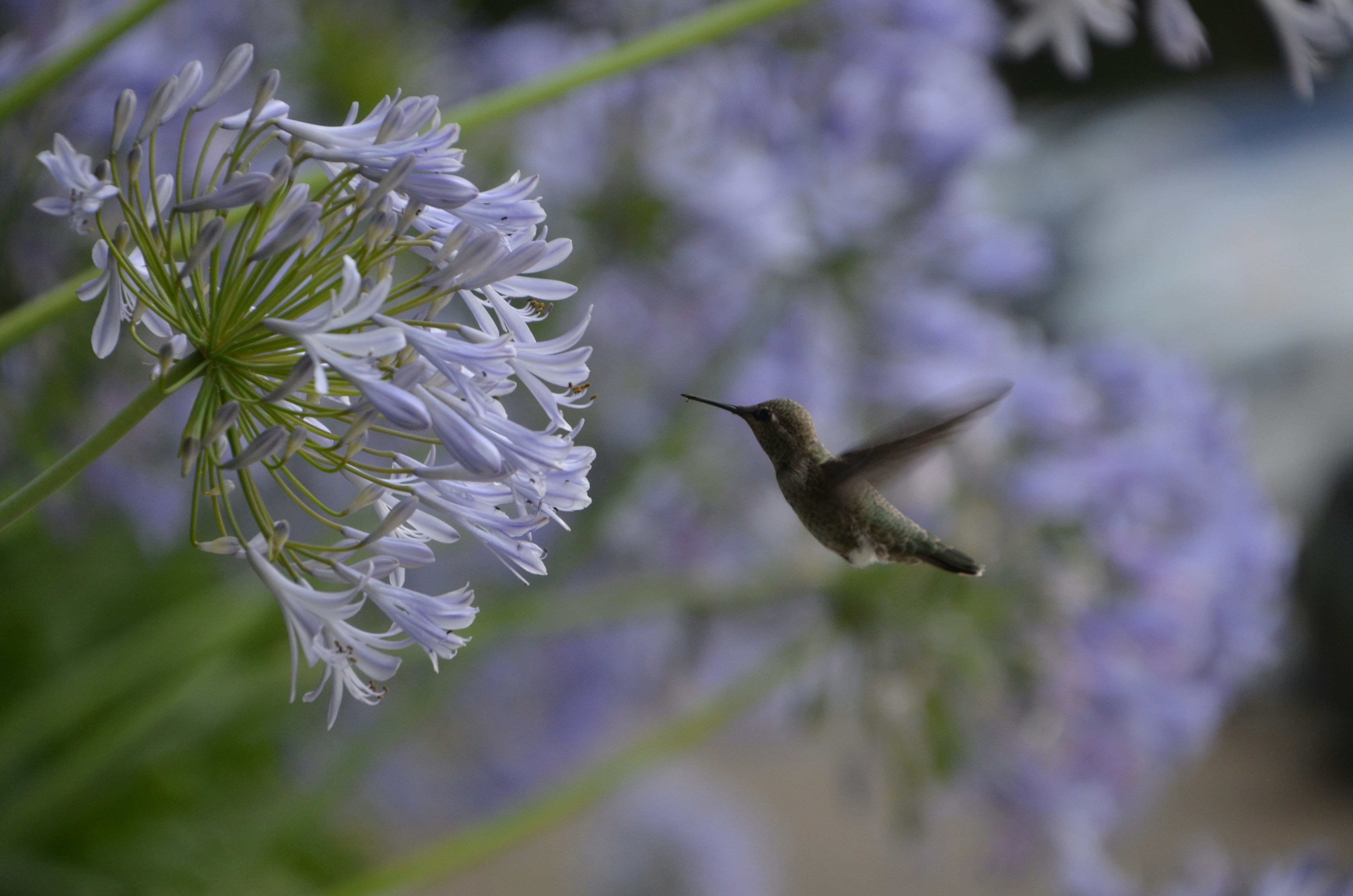 gray hummingbird photo – Free Animal Image on Unsplash