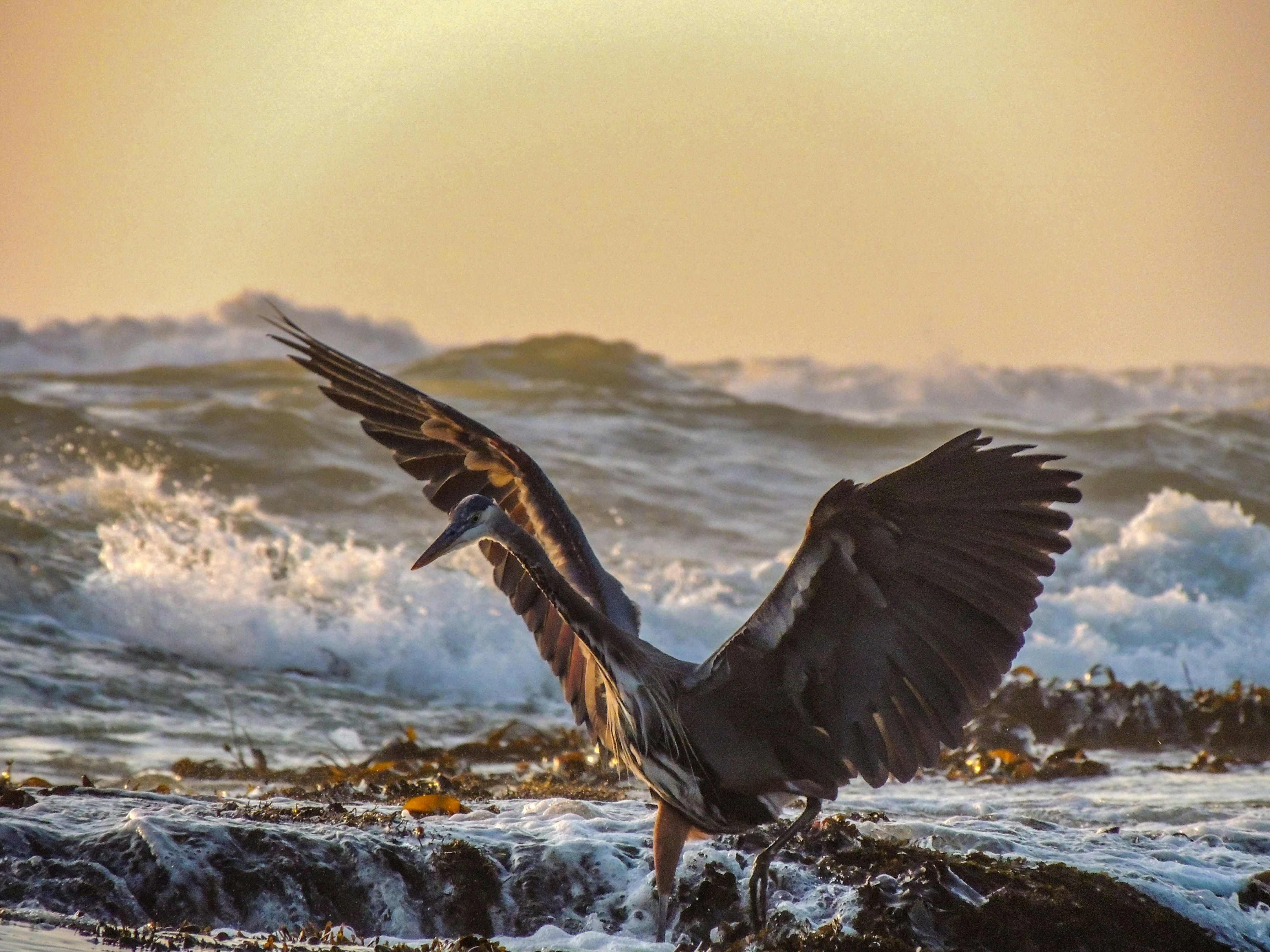 Seabird spreads its wings on jagged rocks as foamy waves crash behind at sunset.