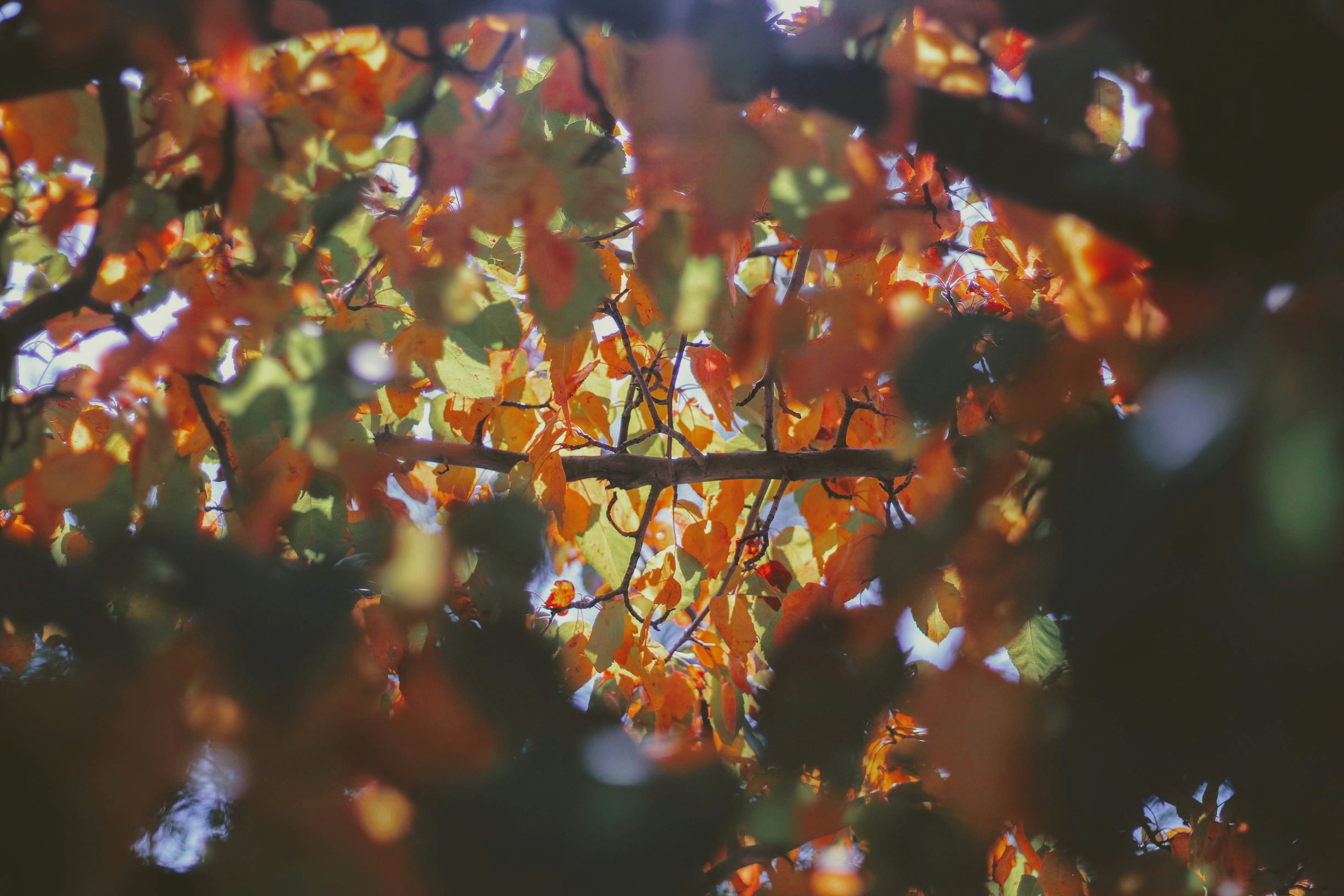 Autumn Mosaic: Sunlit Leaves in a Hidden Canopy