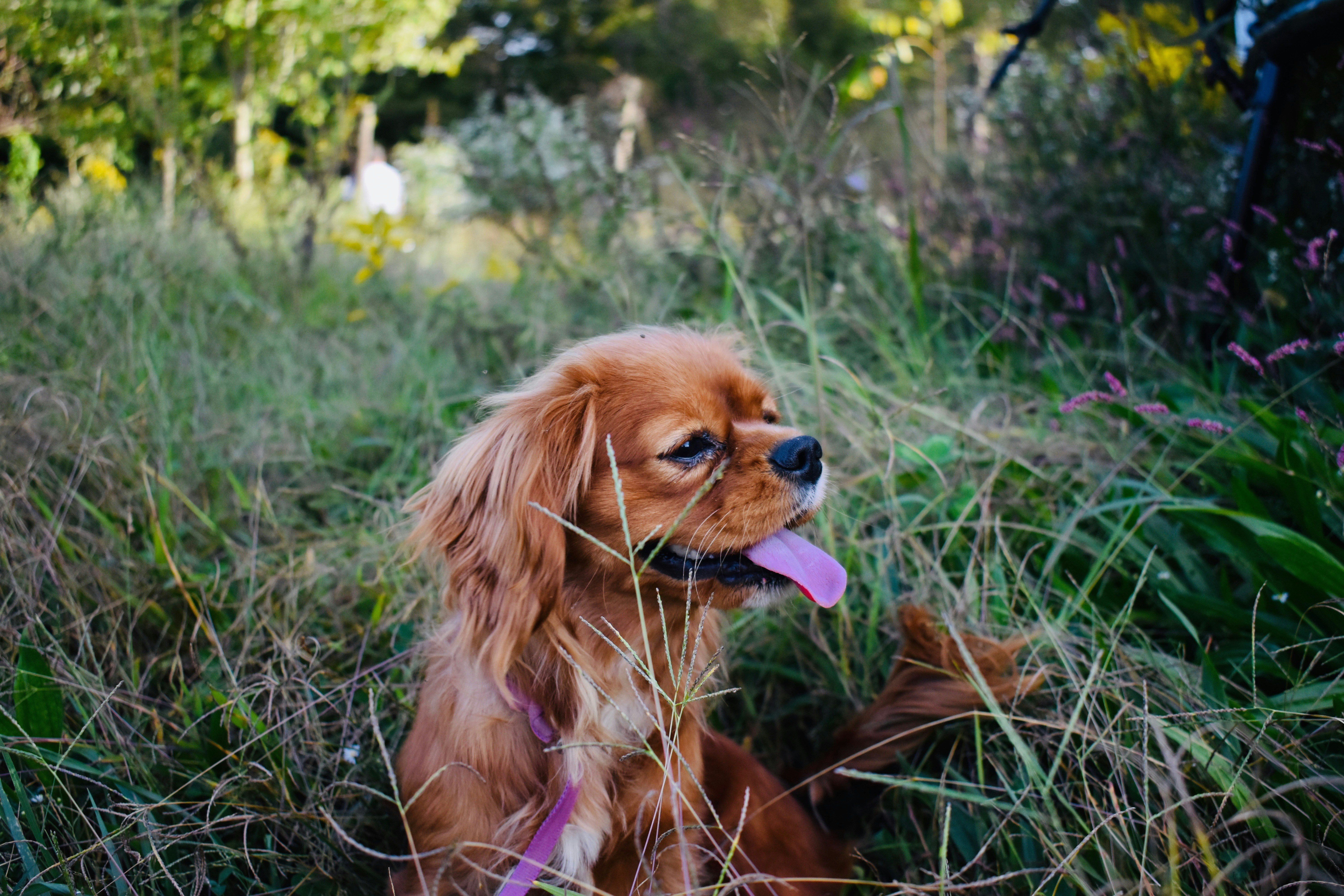 Golden retriever relaxing amidst tall grass and wildflowers, enjoying a sunny day outdoors.