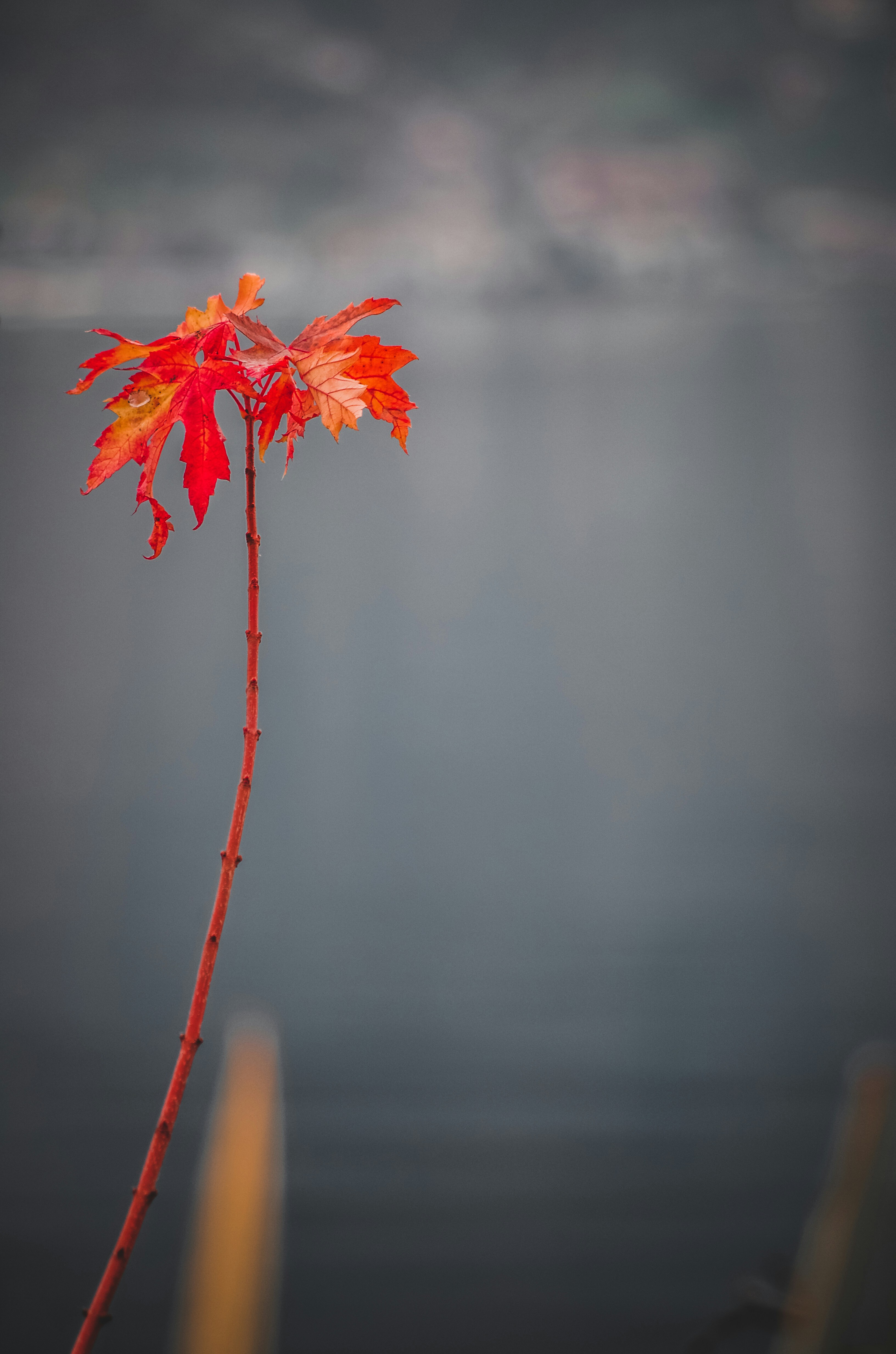 Vibrant red leaf clinging to a slender branch against a softly blurred background of water. 