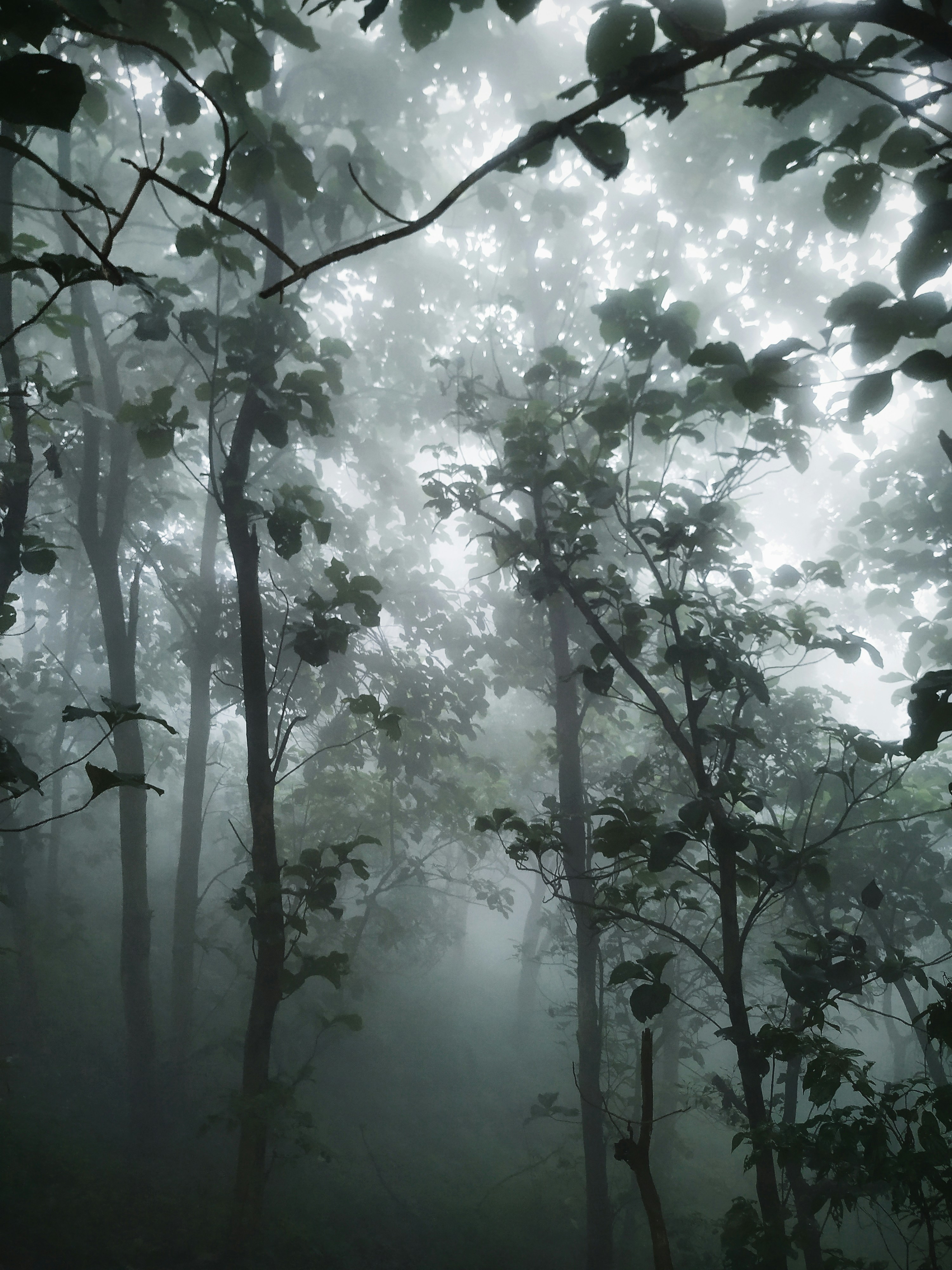Mist-shrouded forest with slender trunks and leafy branches fades into pale haze. The scene emphasizes depth and quiet with soft, diffused light.