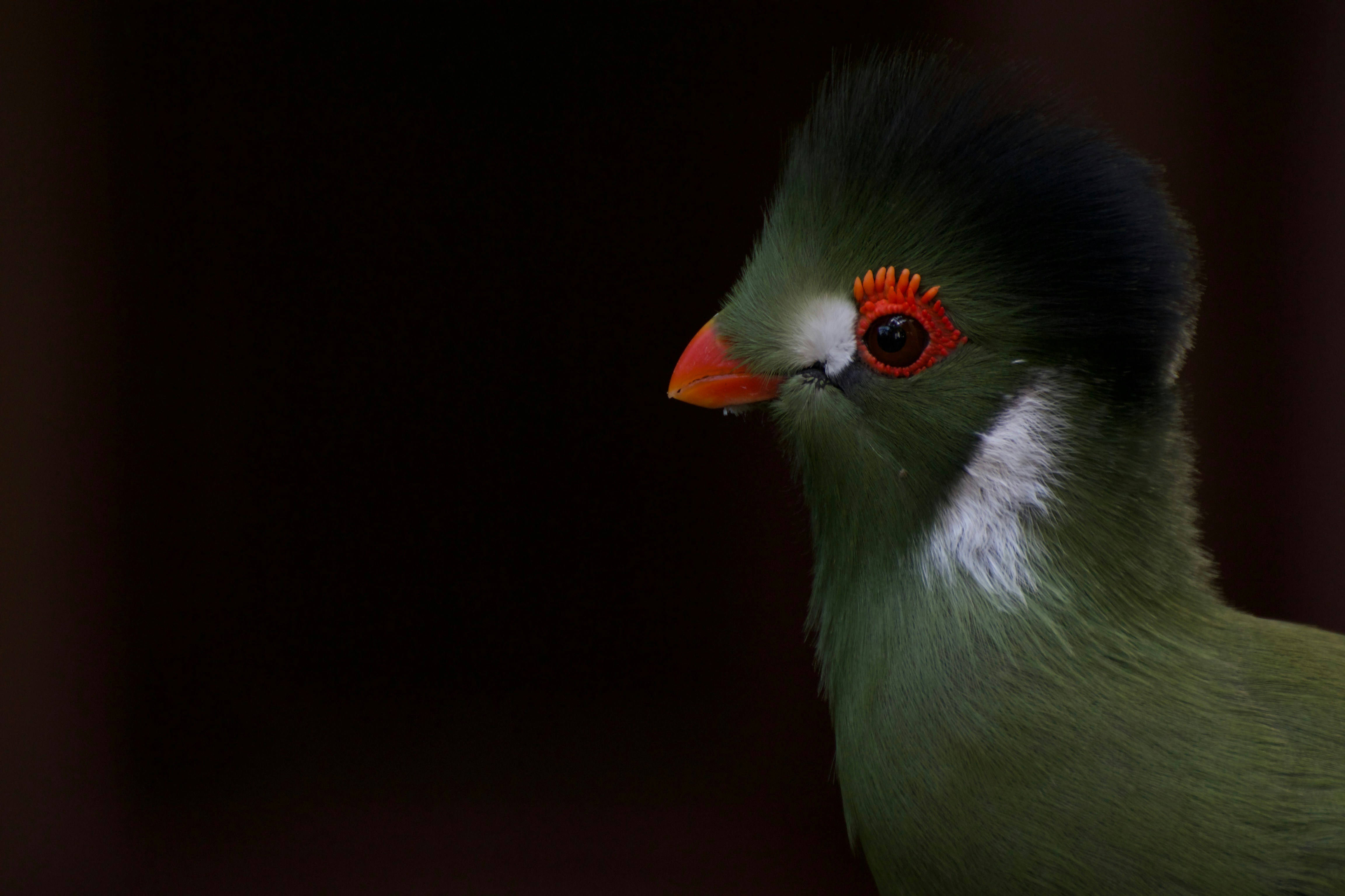 Emerald Crest in Velvet Darkness: A Close-Up Portrait of a Green Bird