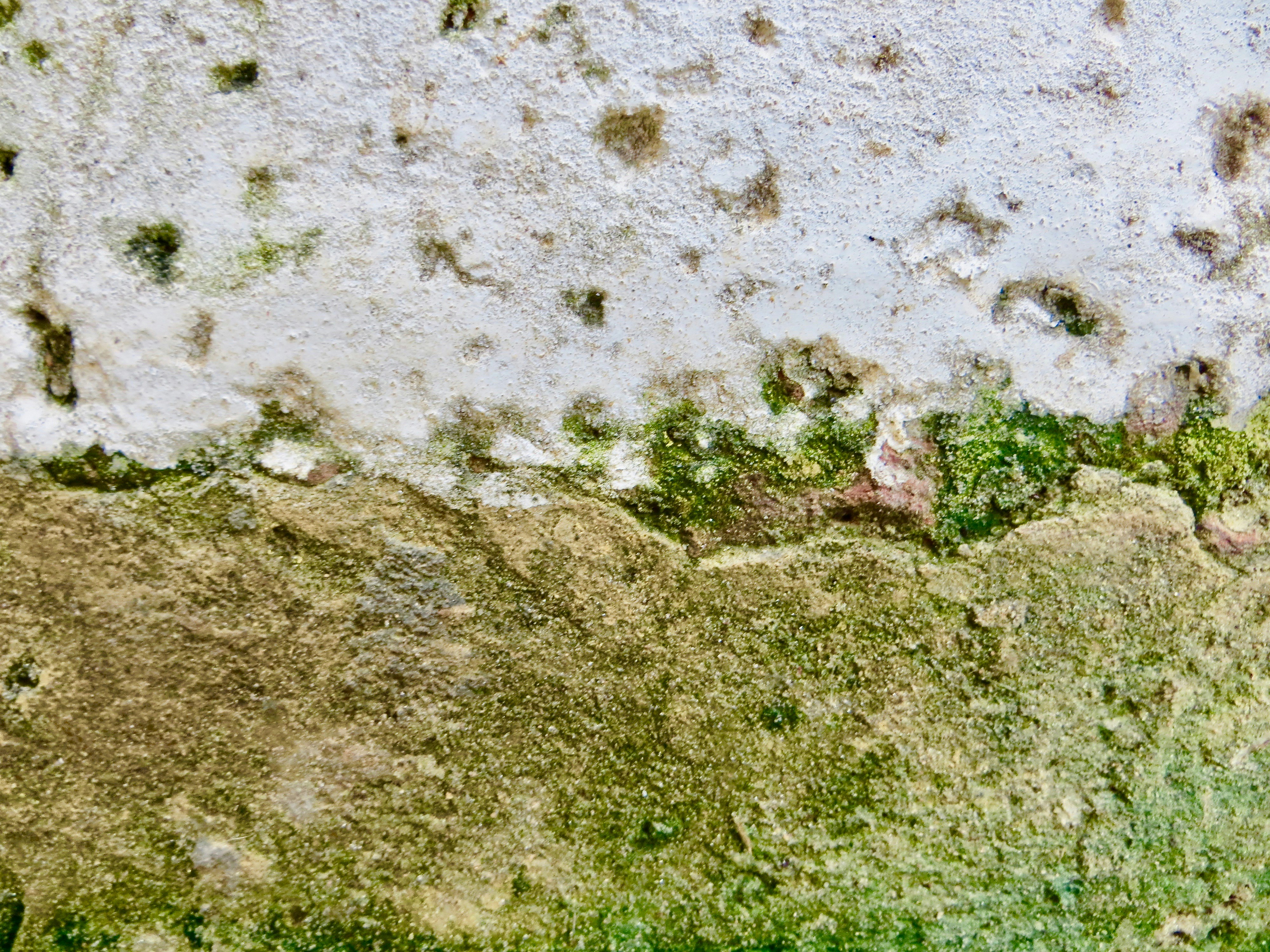 Moss and Lichen Texture on Weathered Wall