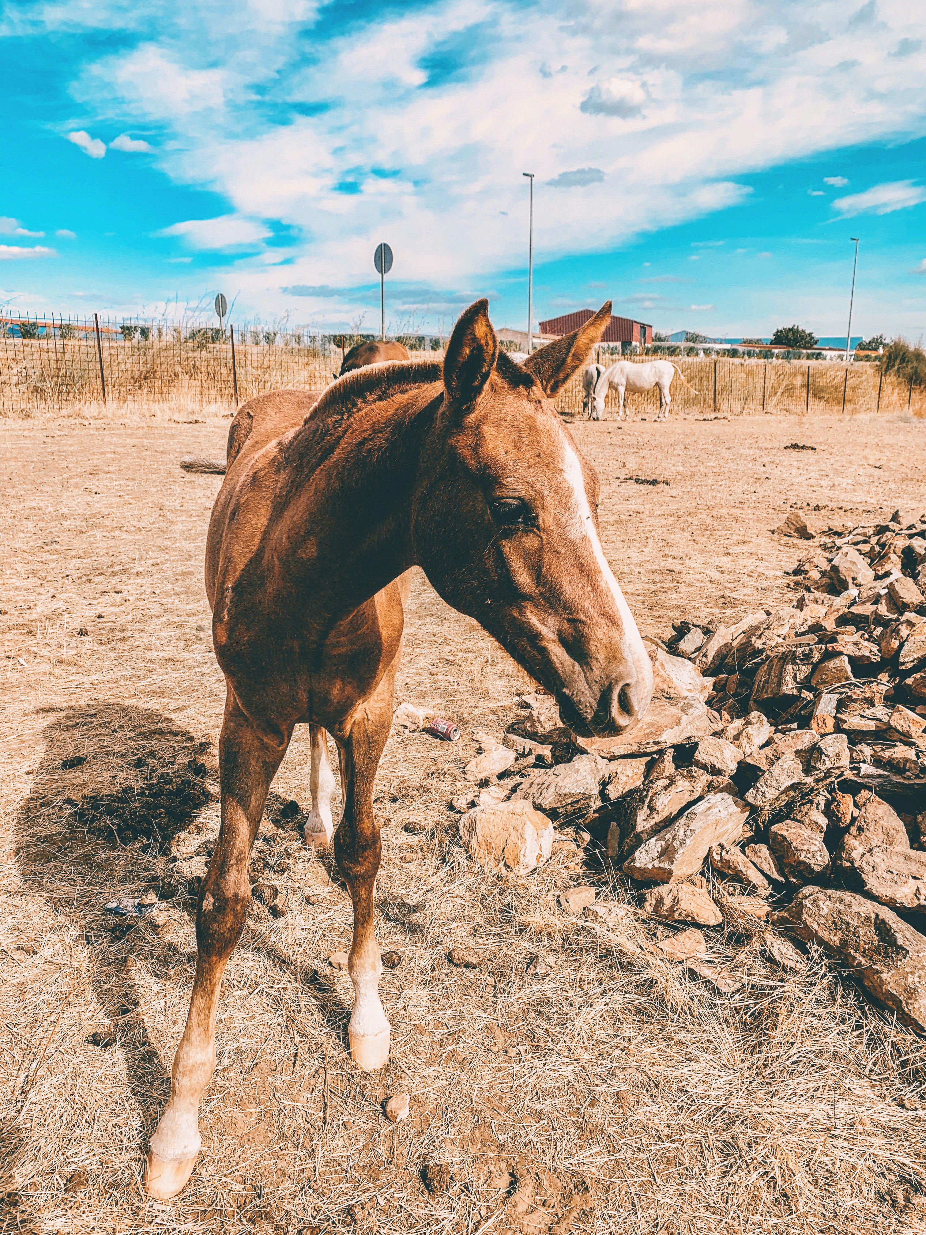 brown and white horse