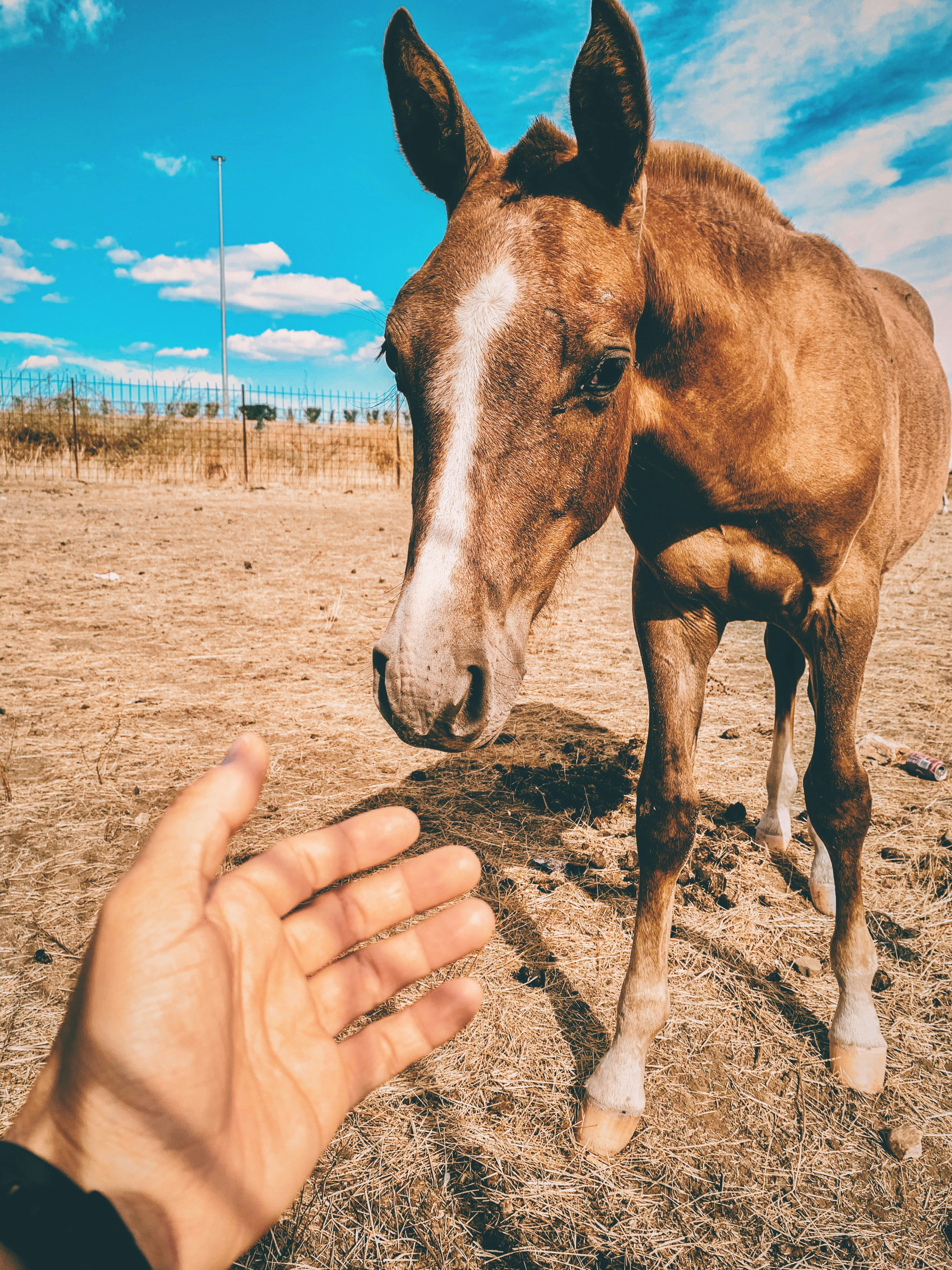 Handshake at Dawn: A Curious Horse Meets a Friendly Palm