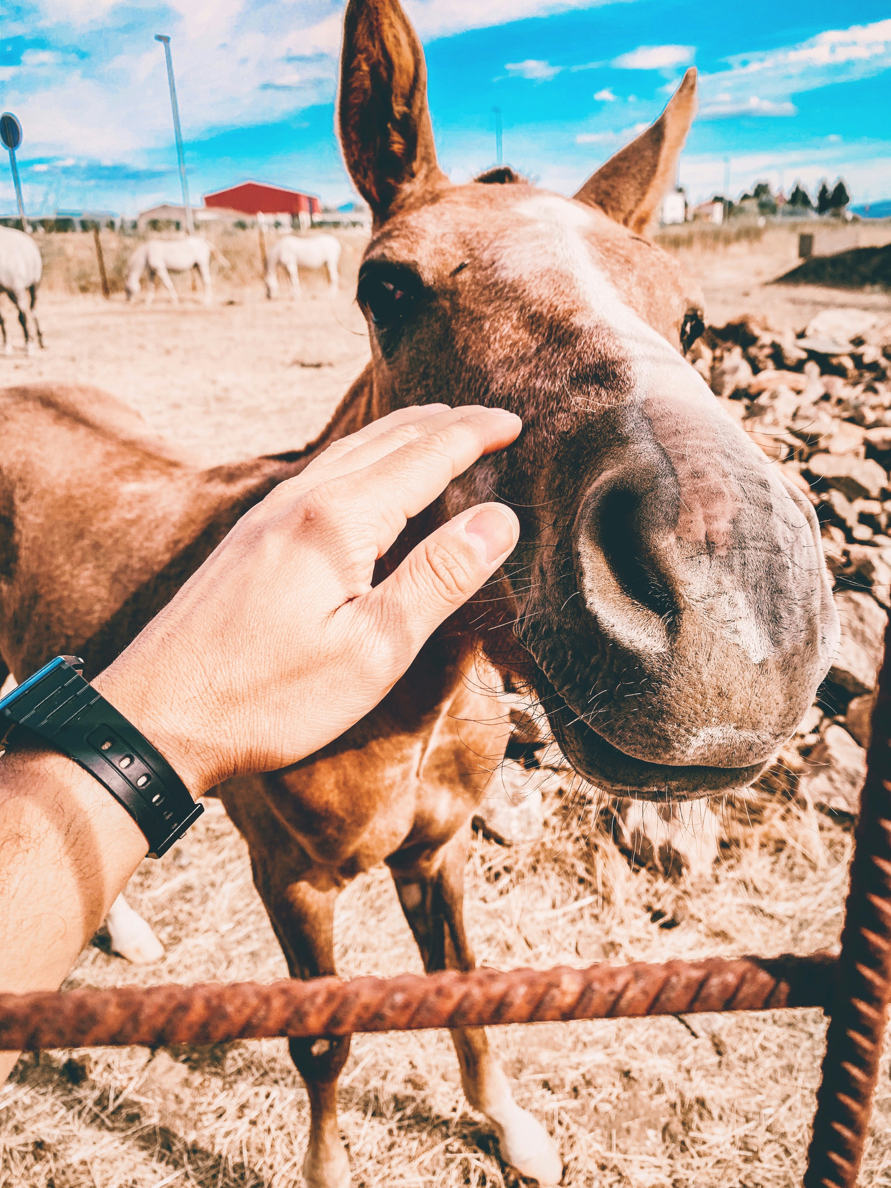 Muzzle Contact in Dust: A Farmyard Portrait of Trust and Texture