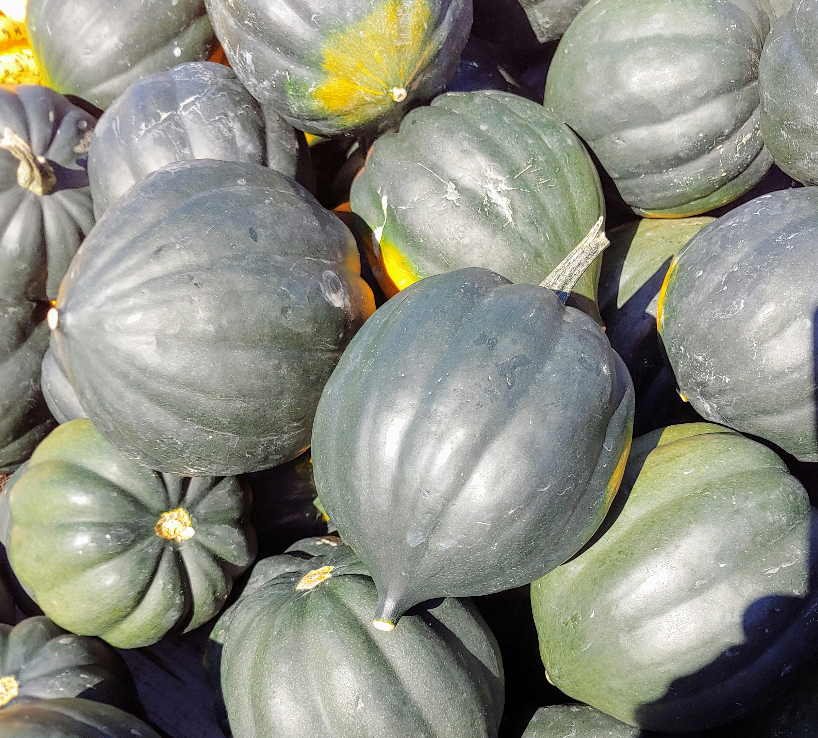 Green pumpkins pile with pale blue-green rind and sunlit highlights