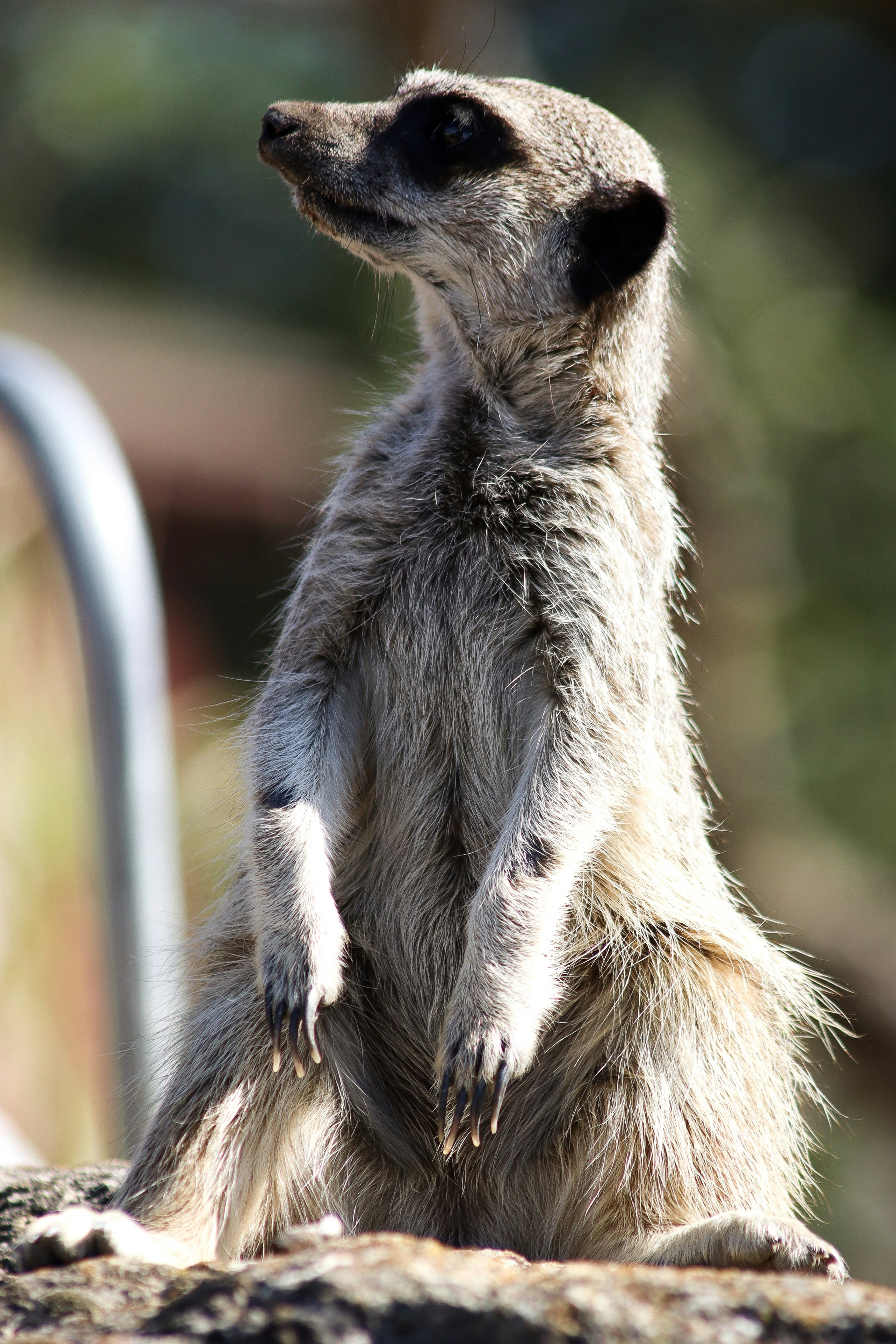 Upright Sentinel: Meerkat Perched in Sunlit Vigil