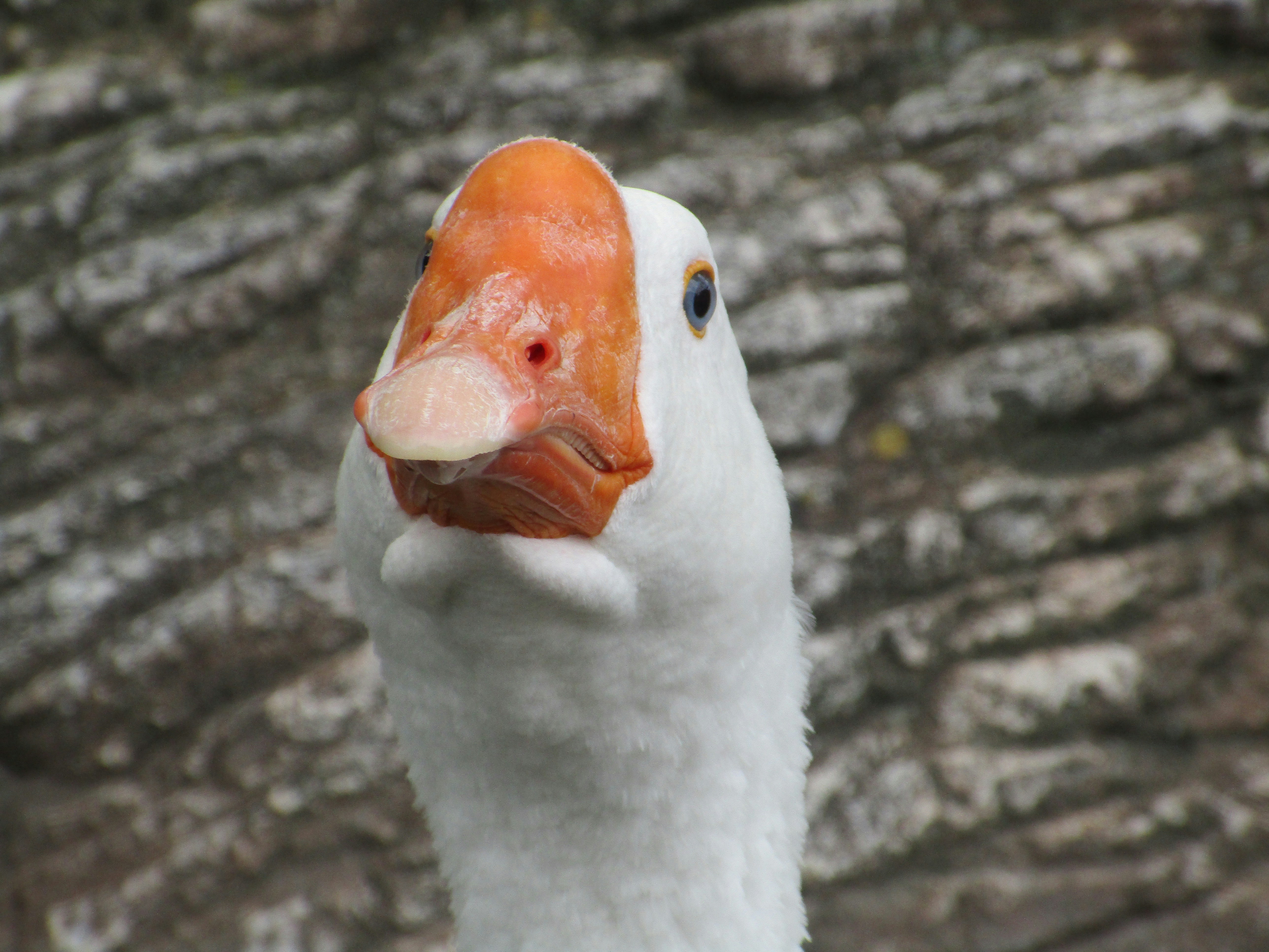 Close-up photograph of a white goose with an orange beak, set against textured tree bark.