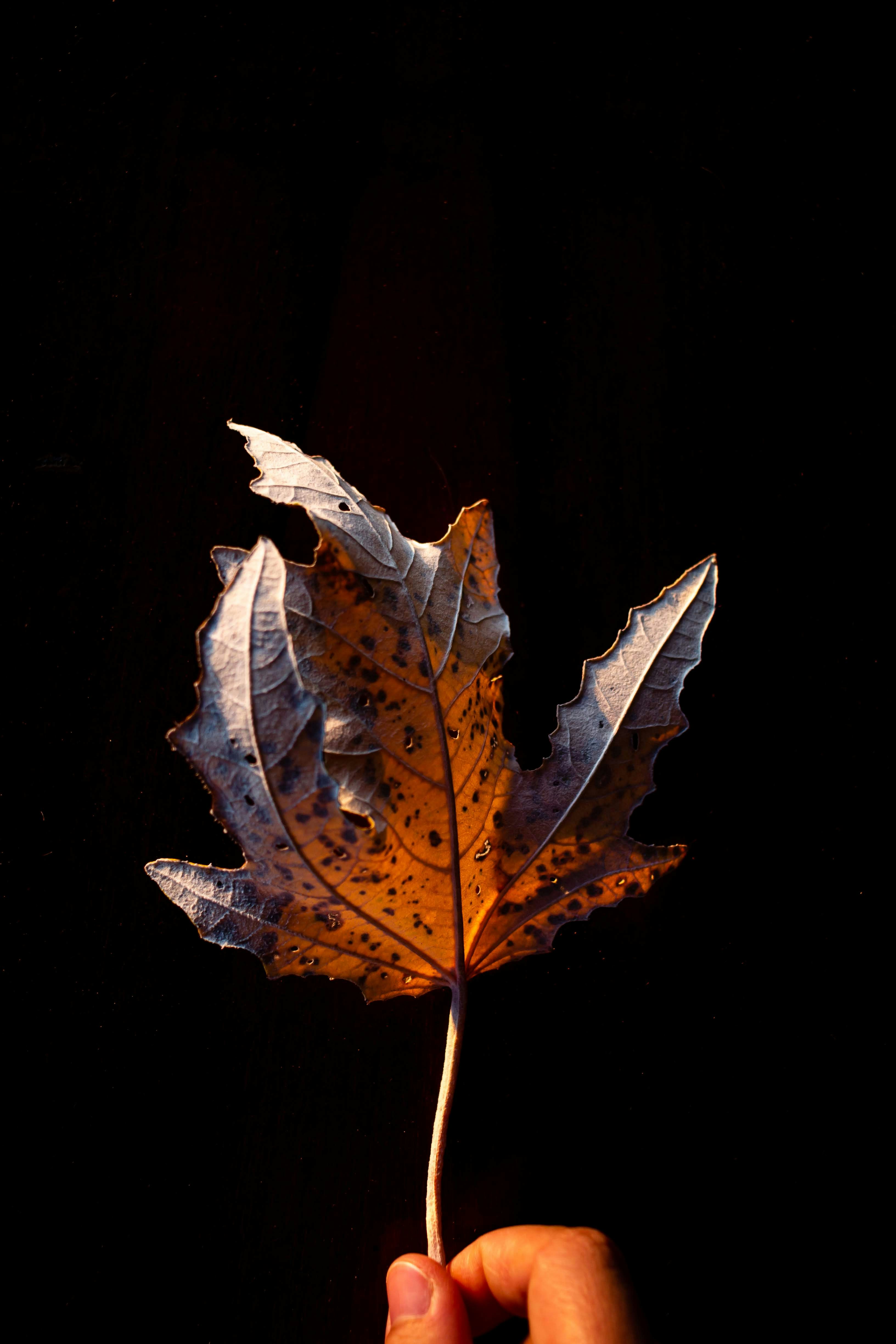 Backlit Maple Leaf: amber veins glow against a velvet black backdrop
