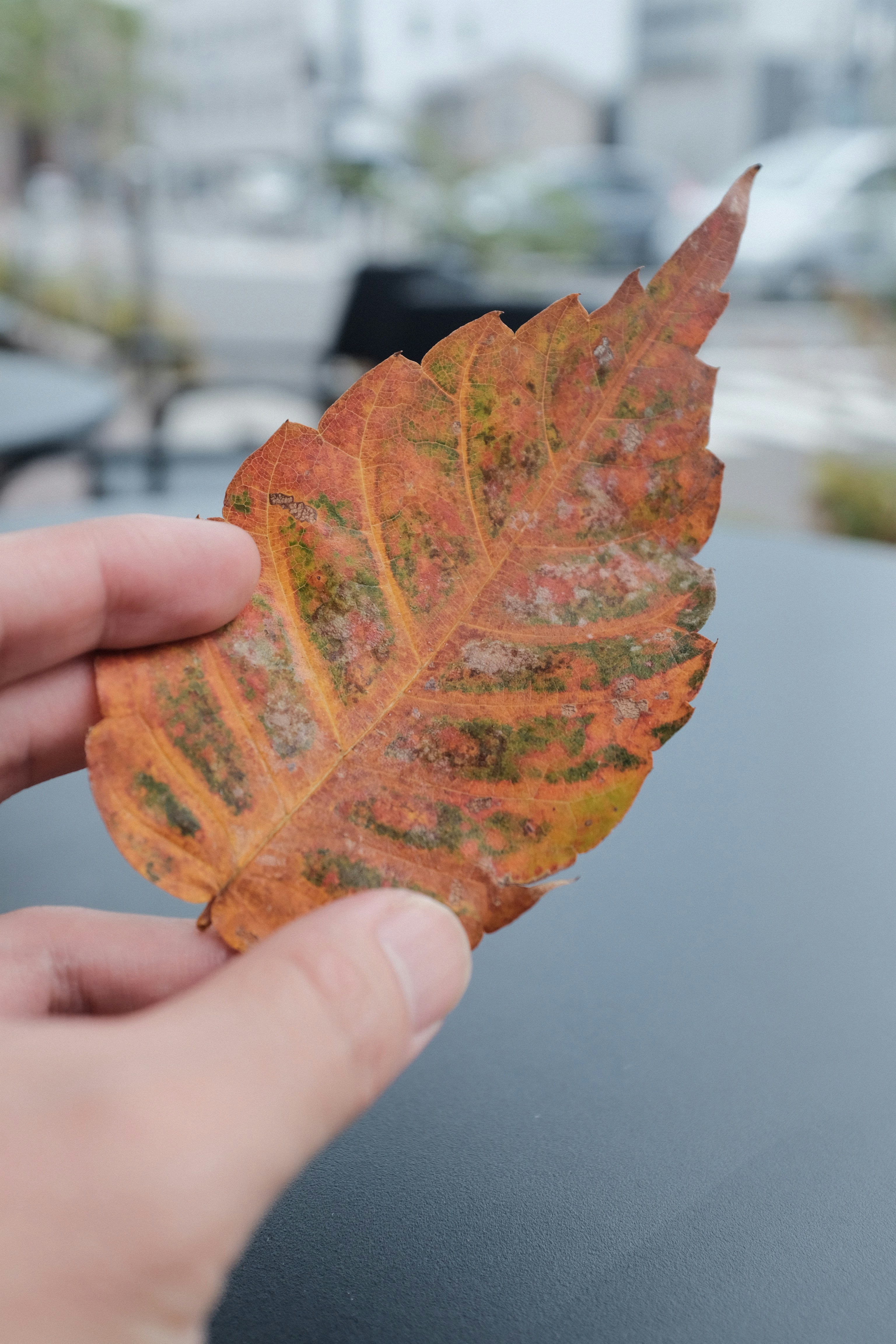 Autumn Leaf in Hand, Framed by a City Café