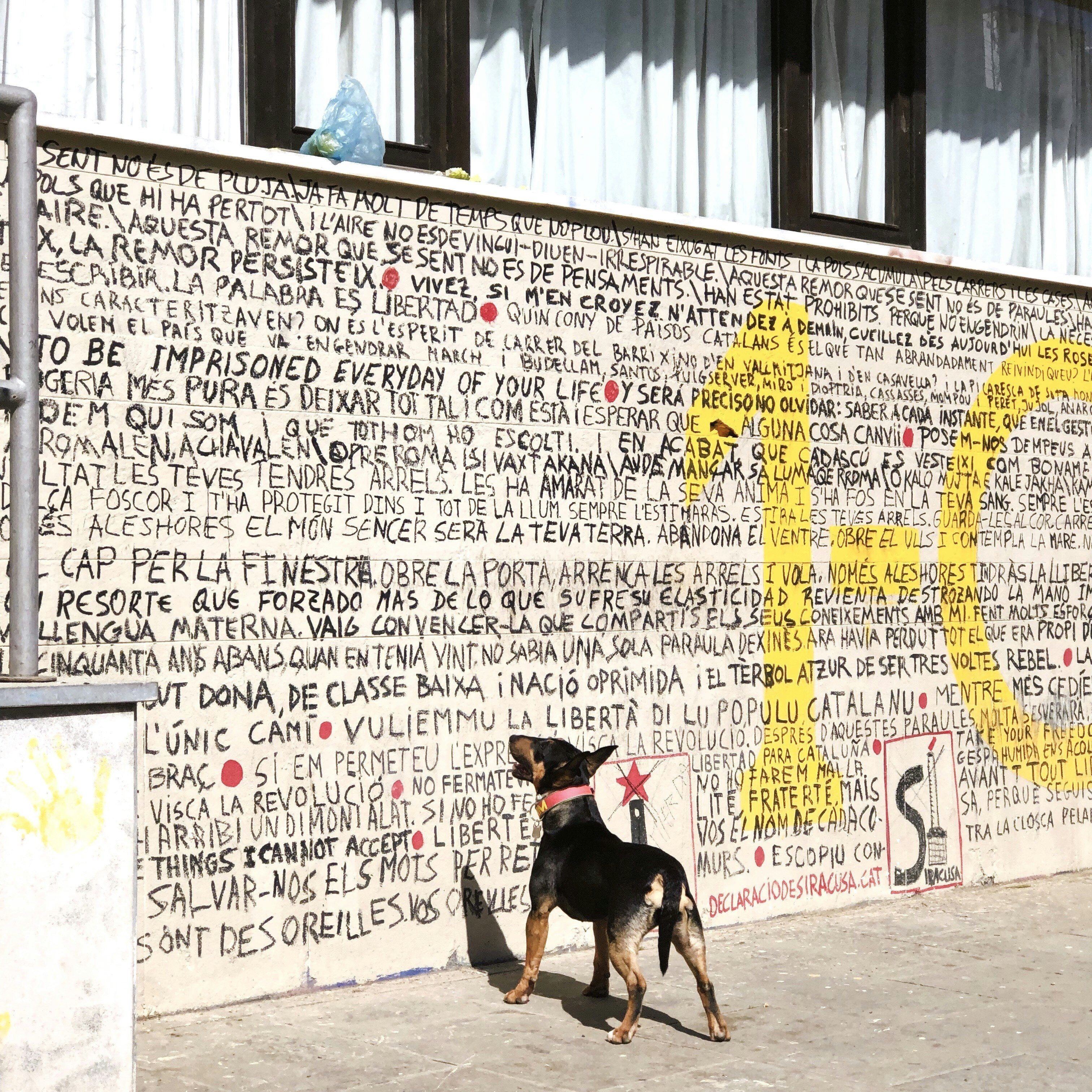 A dog stands in front of a wall covered with vibrant graffiti and text, reflecting themes of liberty and social commentary.