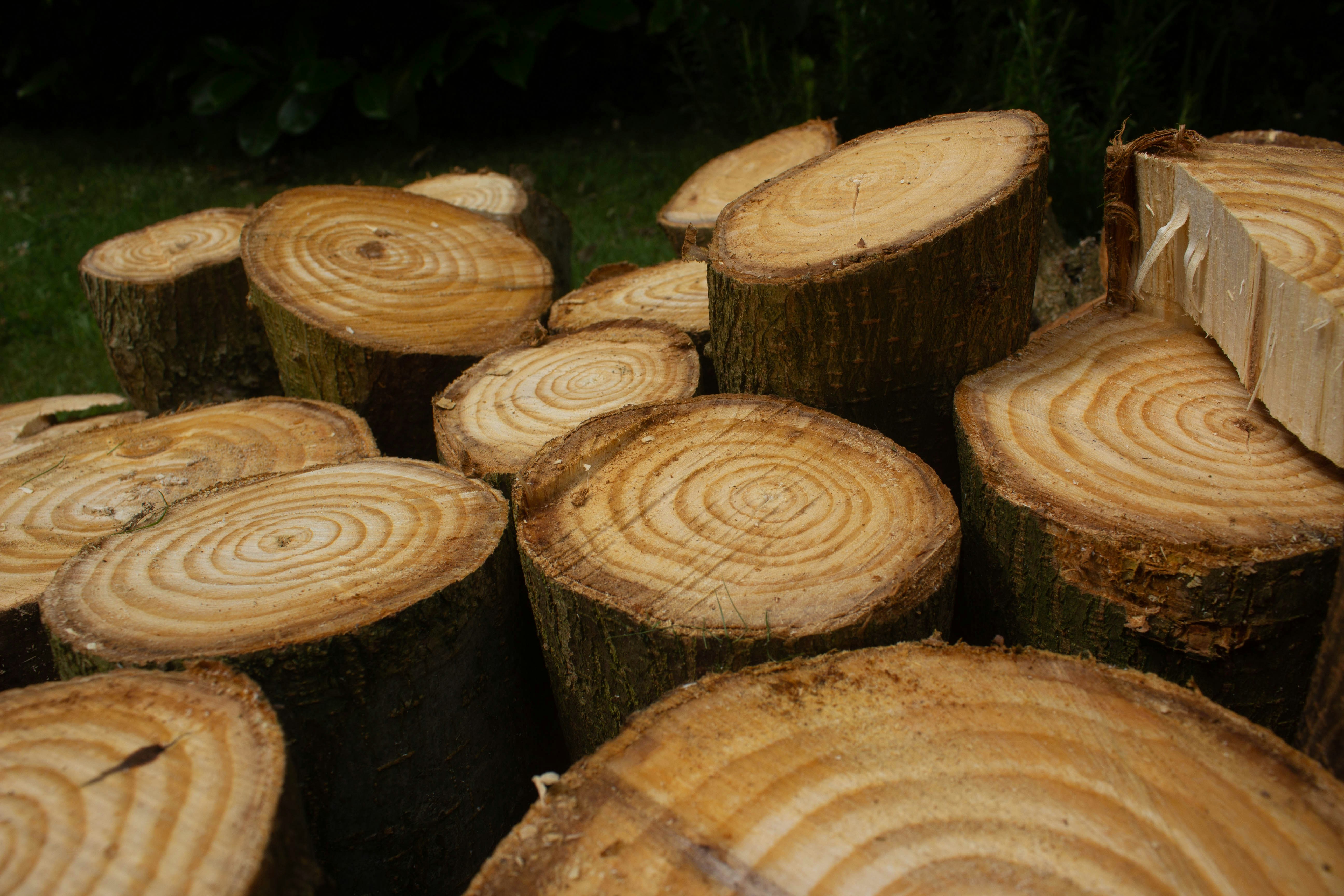 Concentric Ends: Stacked Logs Reveal Time in Growth Rings