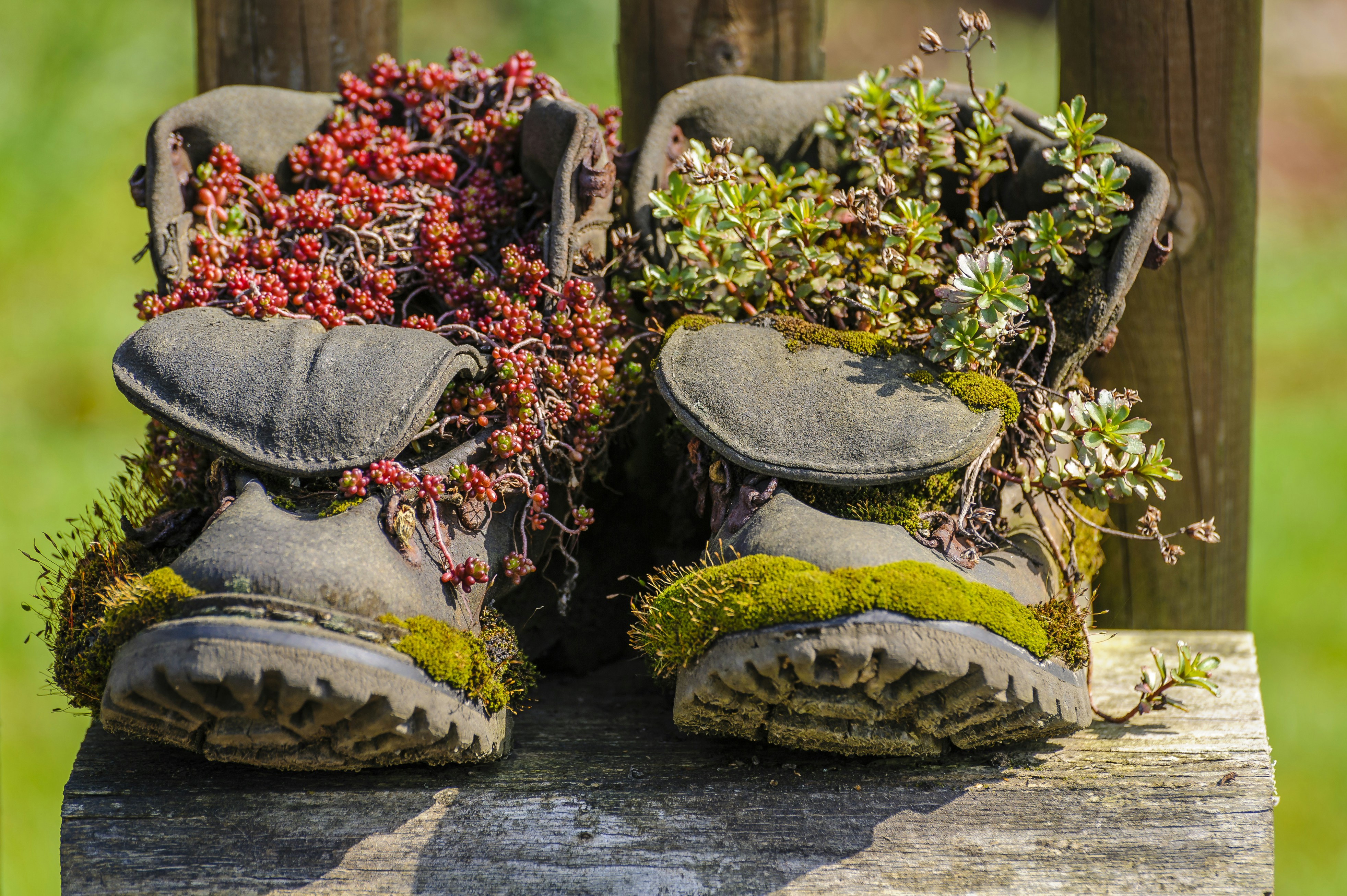 Worn-out boots overflowing with vibrant moss and succulents, symbolizing nature's ability to reclaim and flourish in unexpected places.